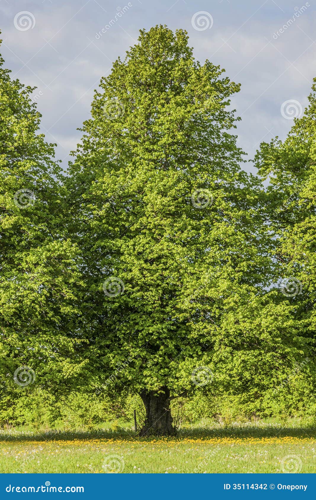 Linden Tree stock photo. Image of outdoor, ecology, beautiful - 35114342