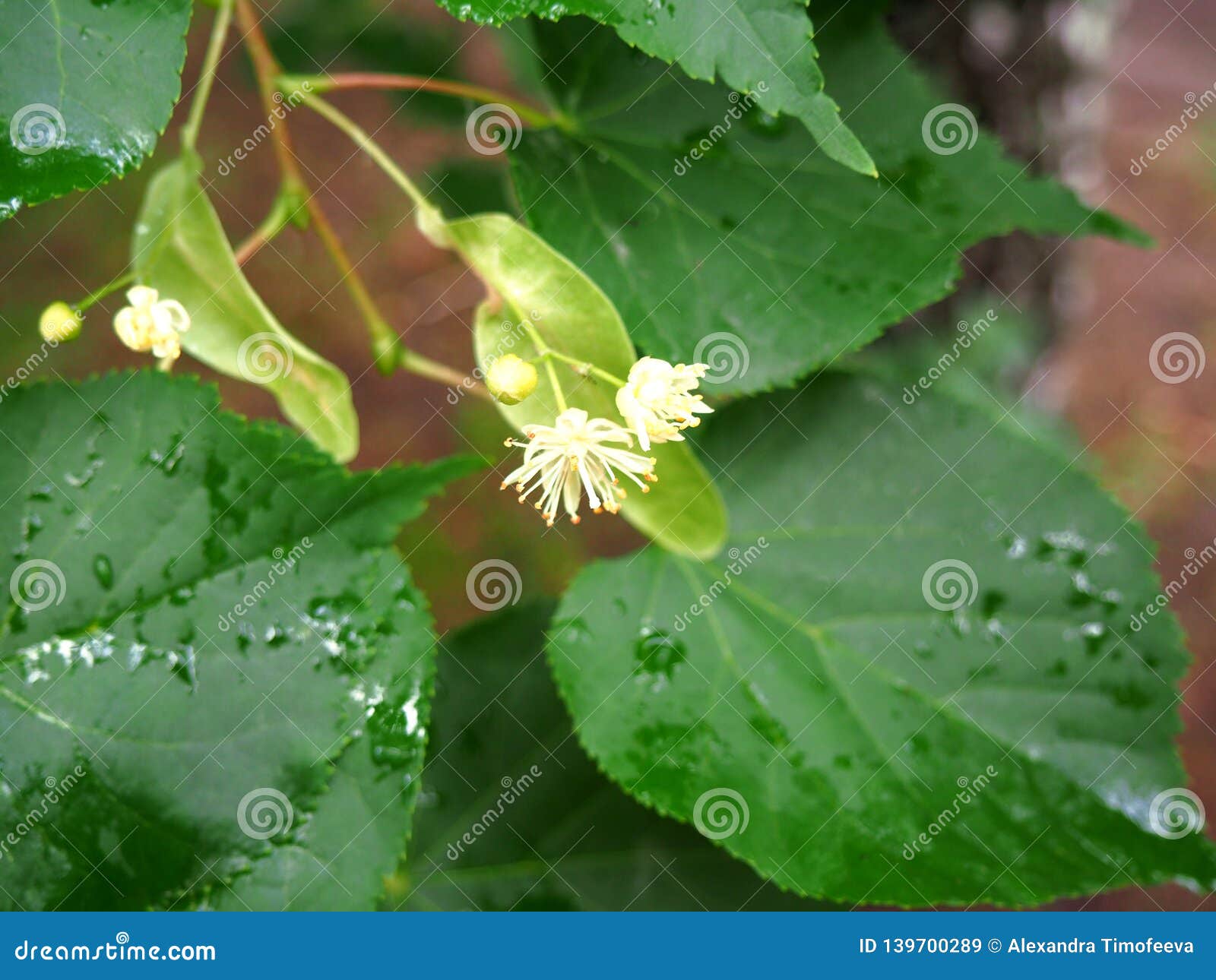Linden tree in bloom stock image. Image of macro, blossom - 139700289