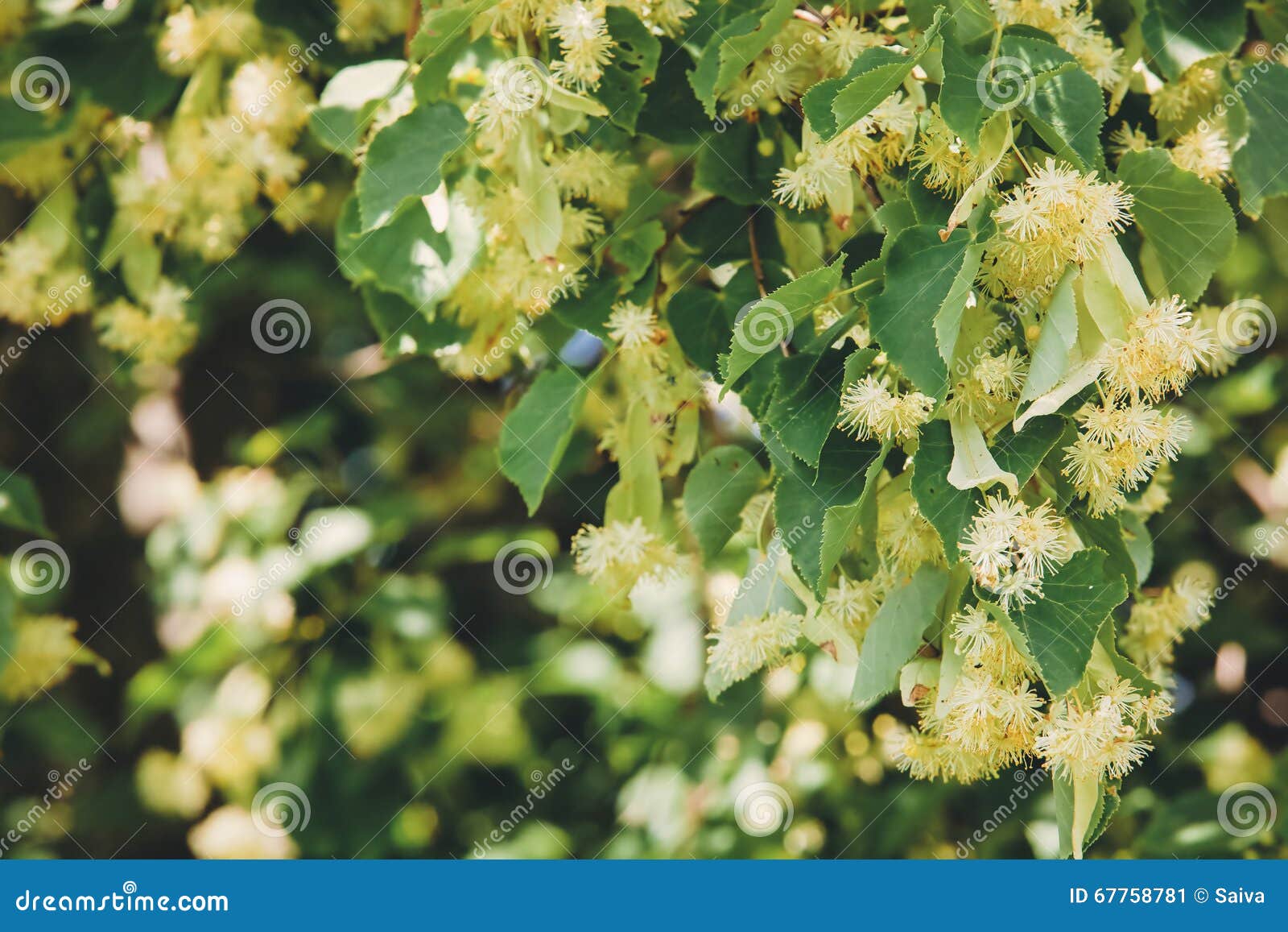 6,764 Linden Tree Blossom Stock Photos - Free & Royalty-Free Stock ...