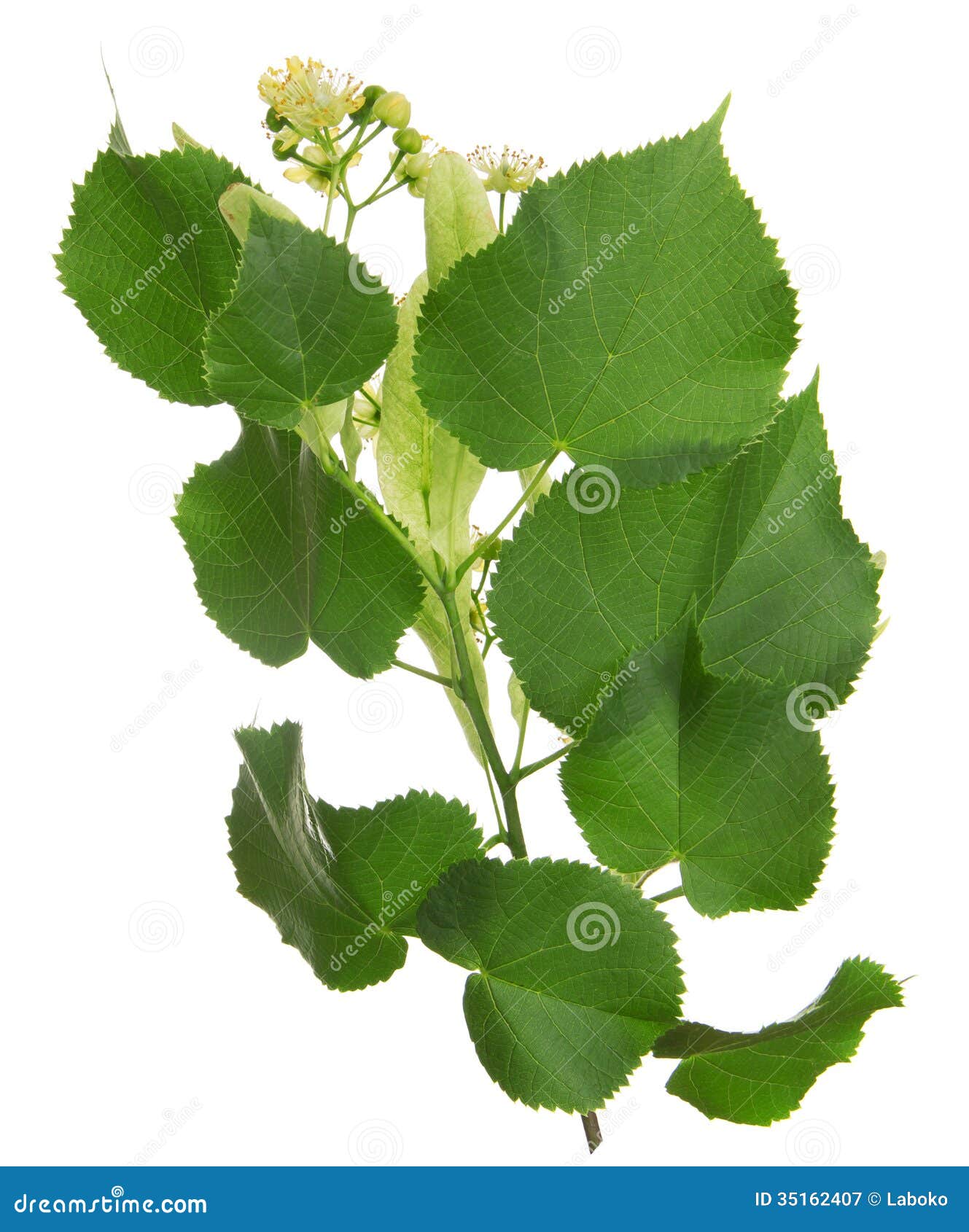 Linden tree branch stock image. Image of linden, green - 35162407
