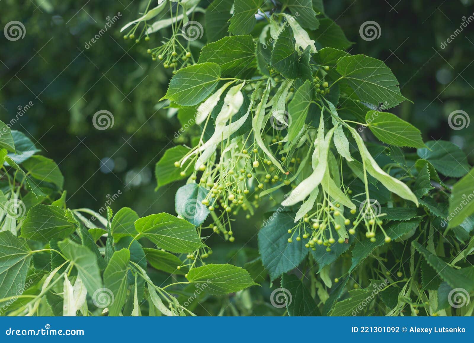 Linden Tree Branch in Spring in the Countryside in Ukraine Stock Photo ...