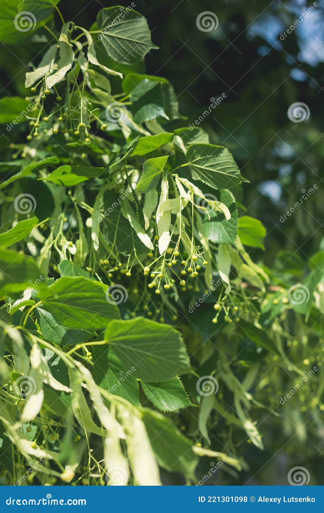 Linden Tree Branch in Spring in the Countryside in Ukraine Stock Photo ...