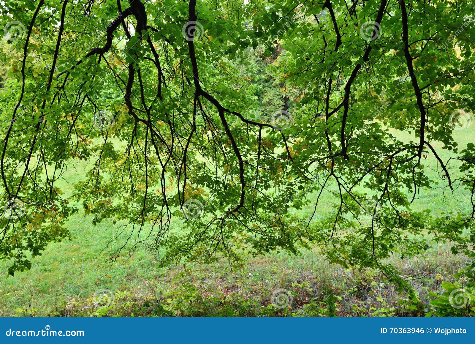 Linden tree branches stock photo. Image of leafs, branches - 70363946