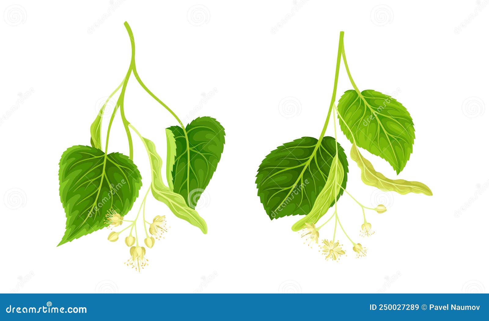Linden Tree Branches with White Buds and Flowers Set Vector ...
