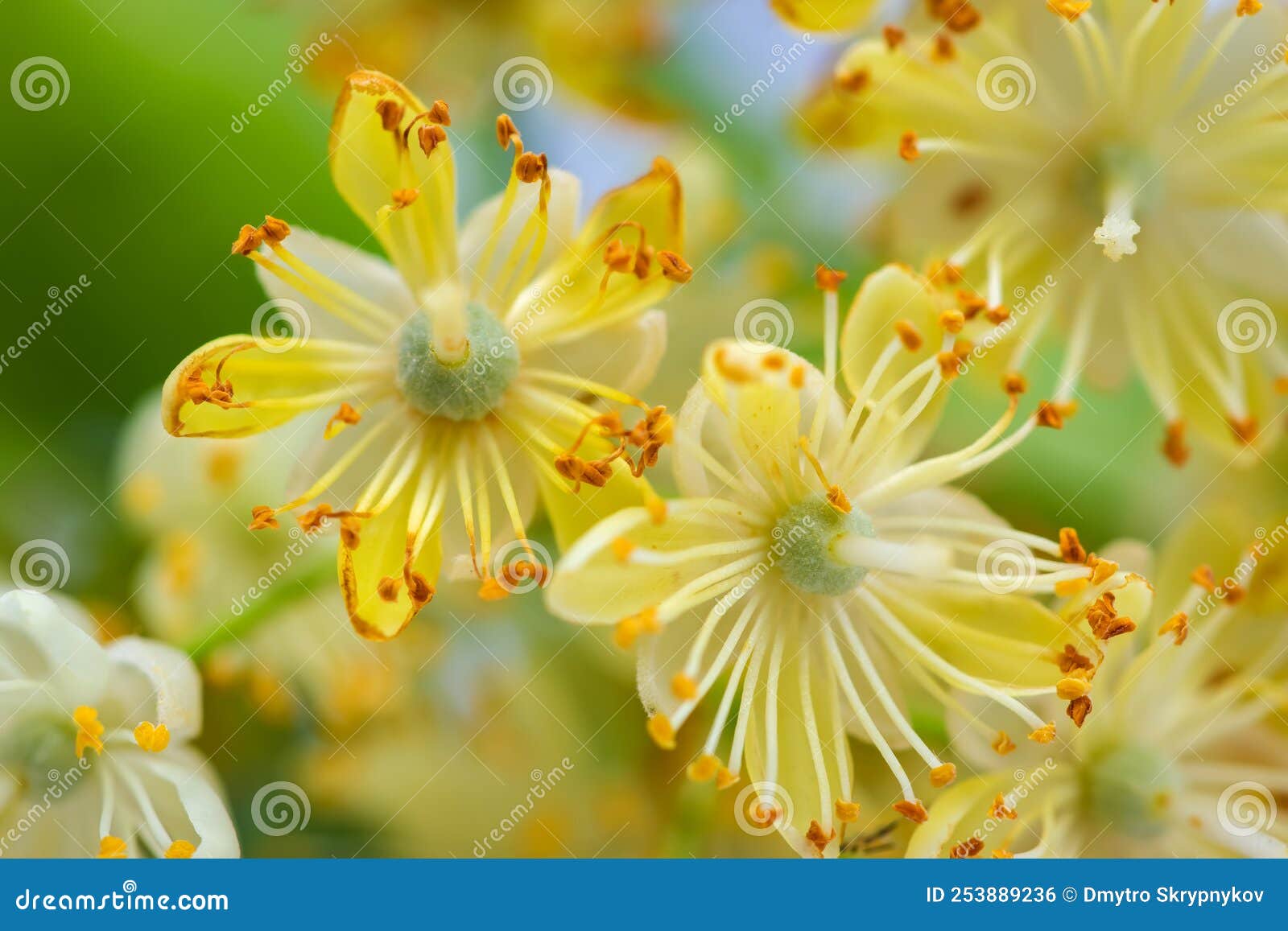 Linden Tree Close Up Flower in Spring, Beautiful Linden Tree Flower in ...