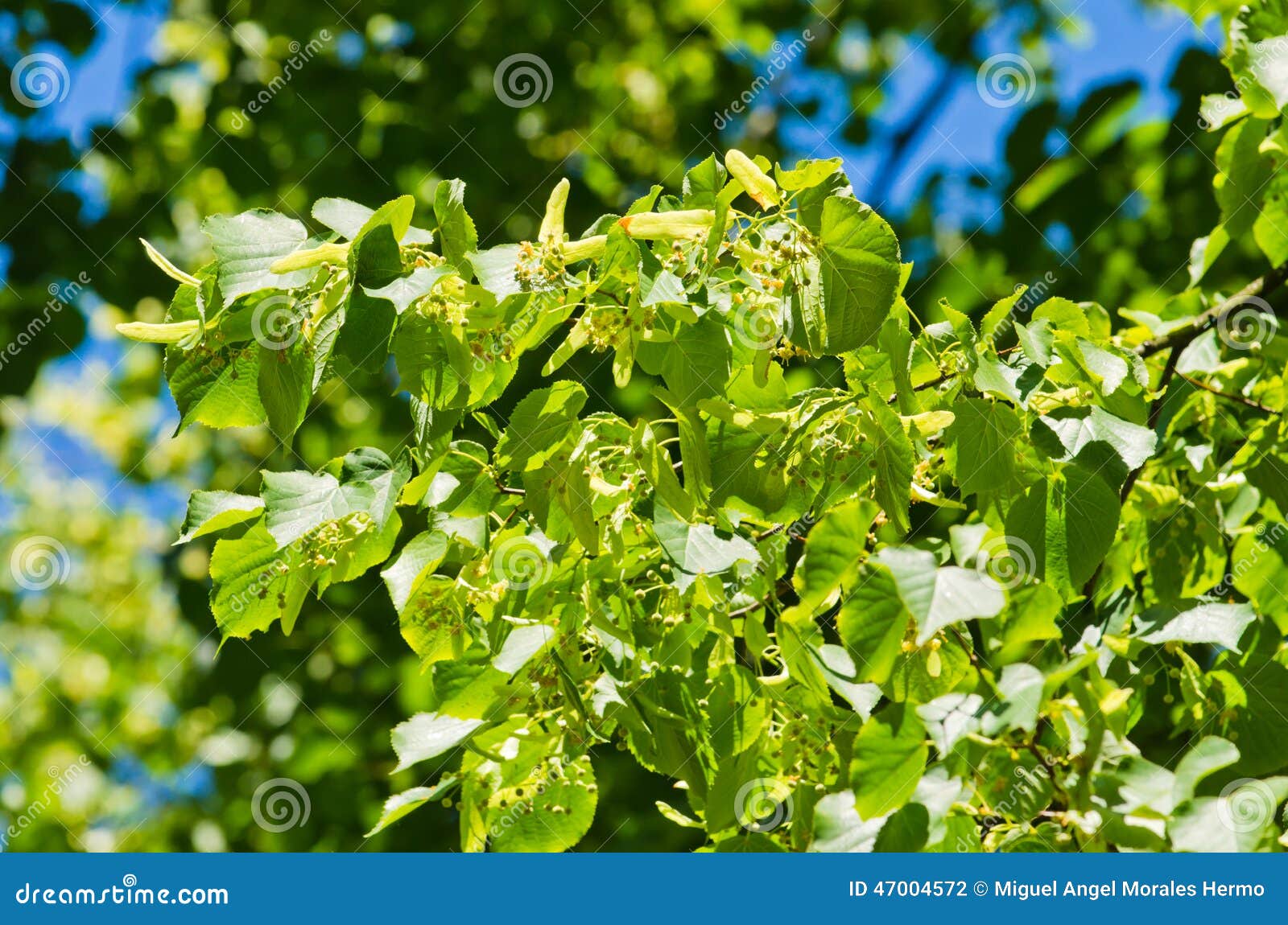 Linden tree stock photo. Image of natural, flower, background - 47004572