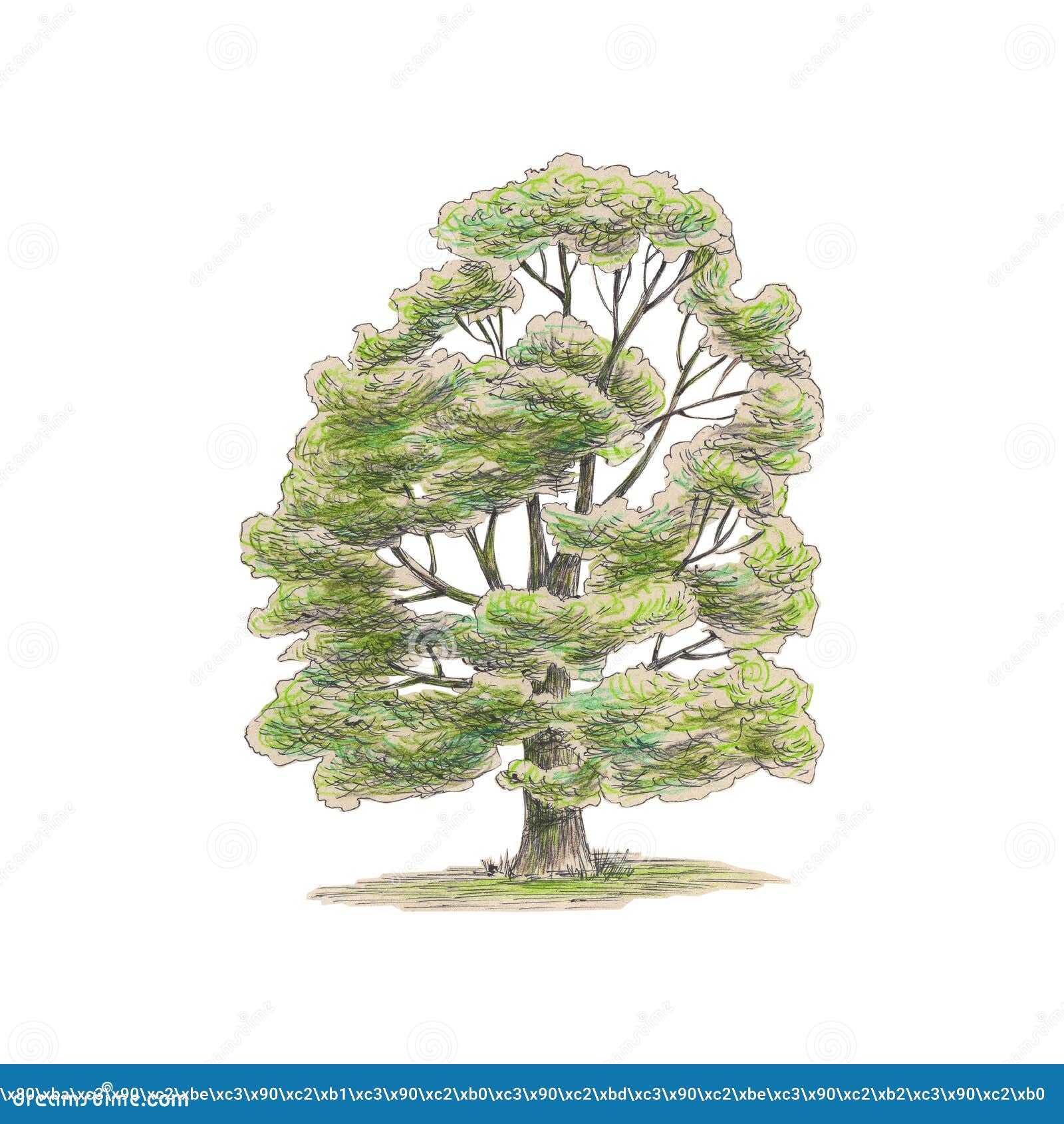 Linden Tree Drawing on a White Background Stock Illustration ...