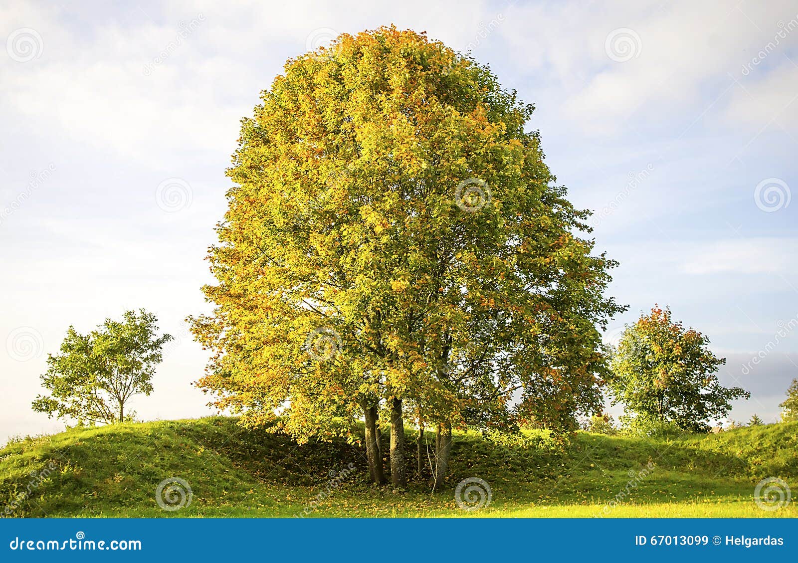 Linden tree stock image. Image of forest, grass, fresh - 67013099