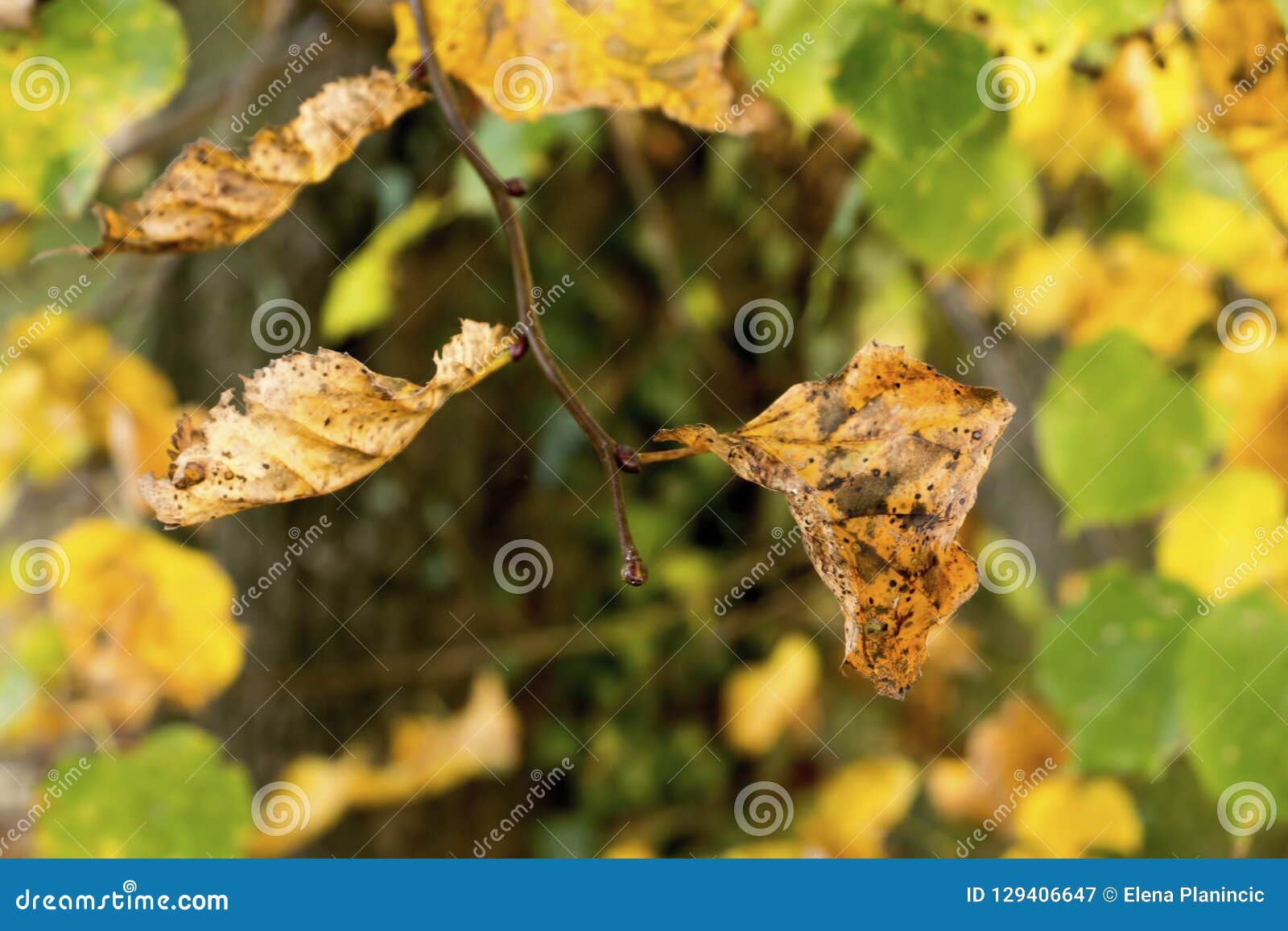 Linden tree fall stock image. Image of branch, tree - 129406647