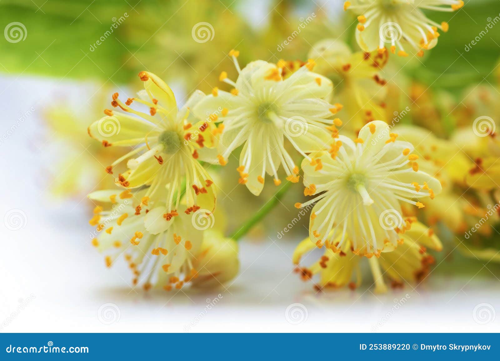 Linden Tree Flower in Spring, Beautiful Linden Tree Flower in Spring ...