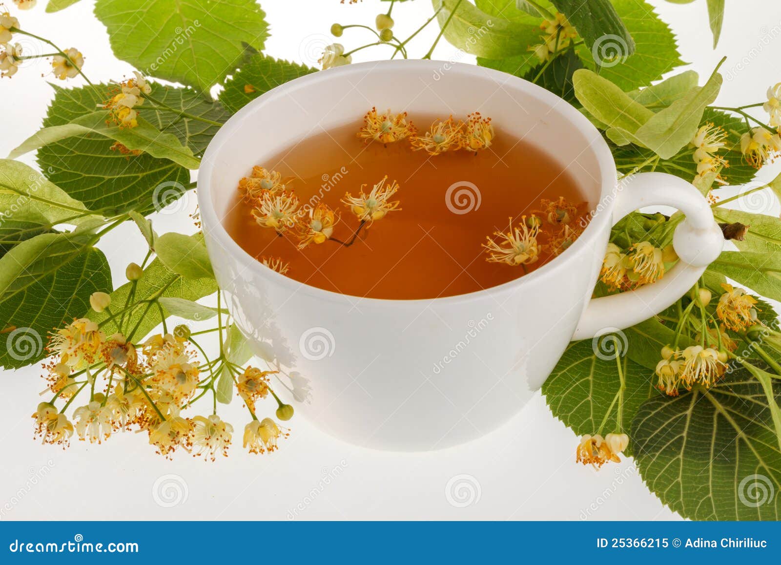 Linden tree flower tea stock image. Image of drink, herb - 25366215