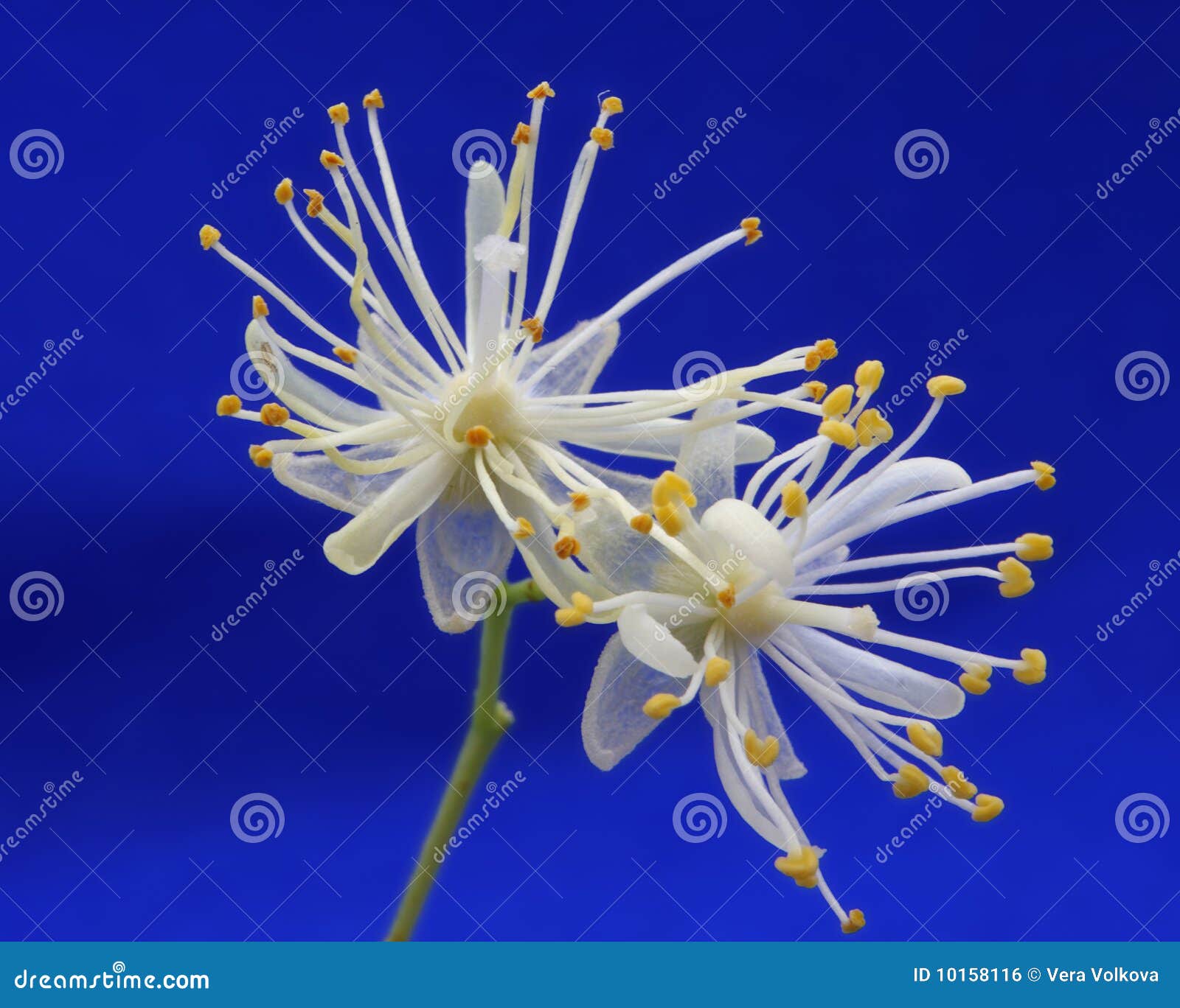 Linden tree flowers stock photo. Image of leaf, abstract - 10158116