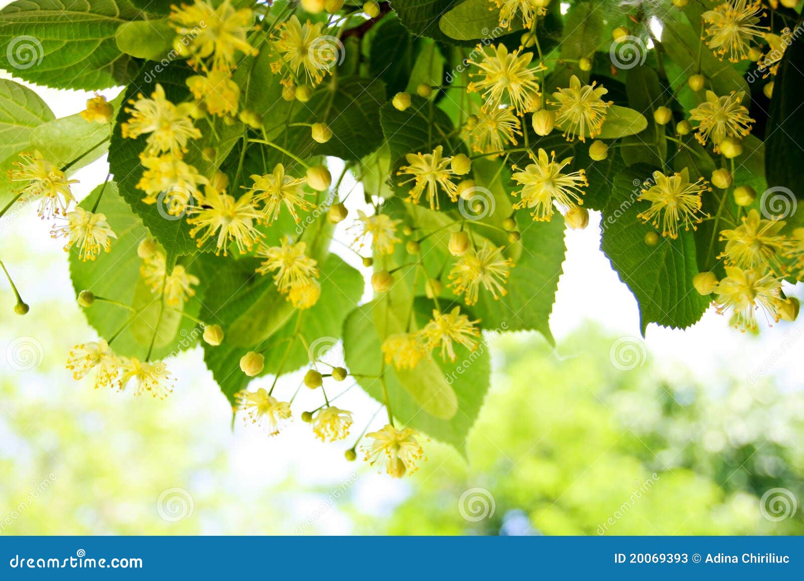 Linden Tree Seeds Closeup On Green Leaves Background Royalty-Free Stock ...