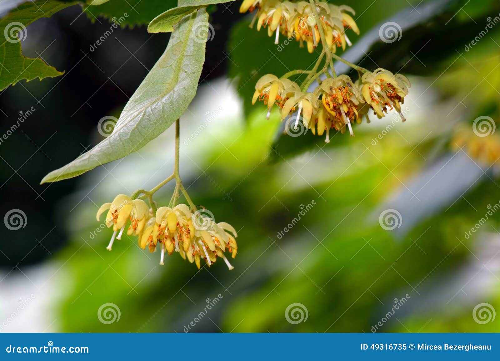 Linden Tree Flowers on Branch Stock Image - Image of alternative, taste ...