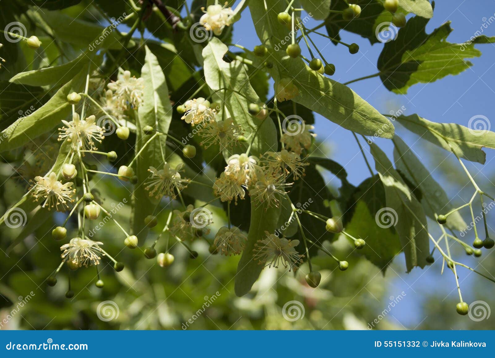 Linden Tree Flowers stock photo. Image of close, fresh - 55151332