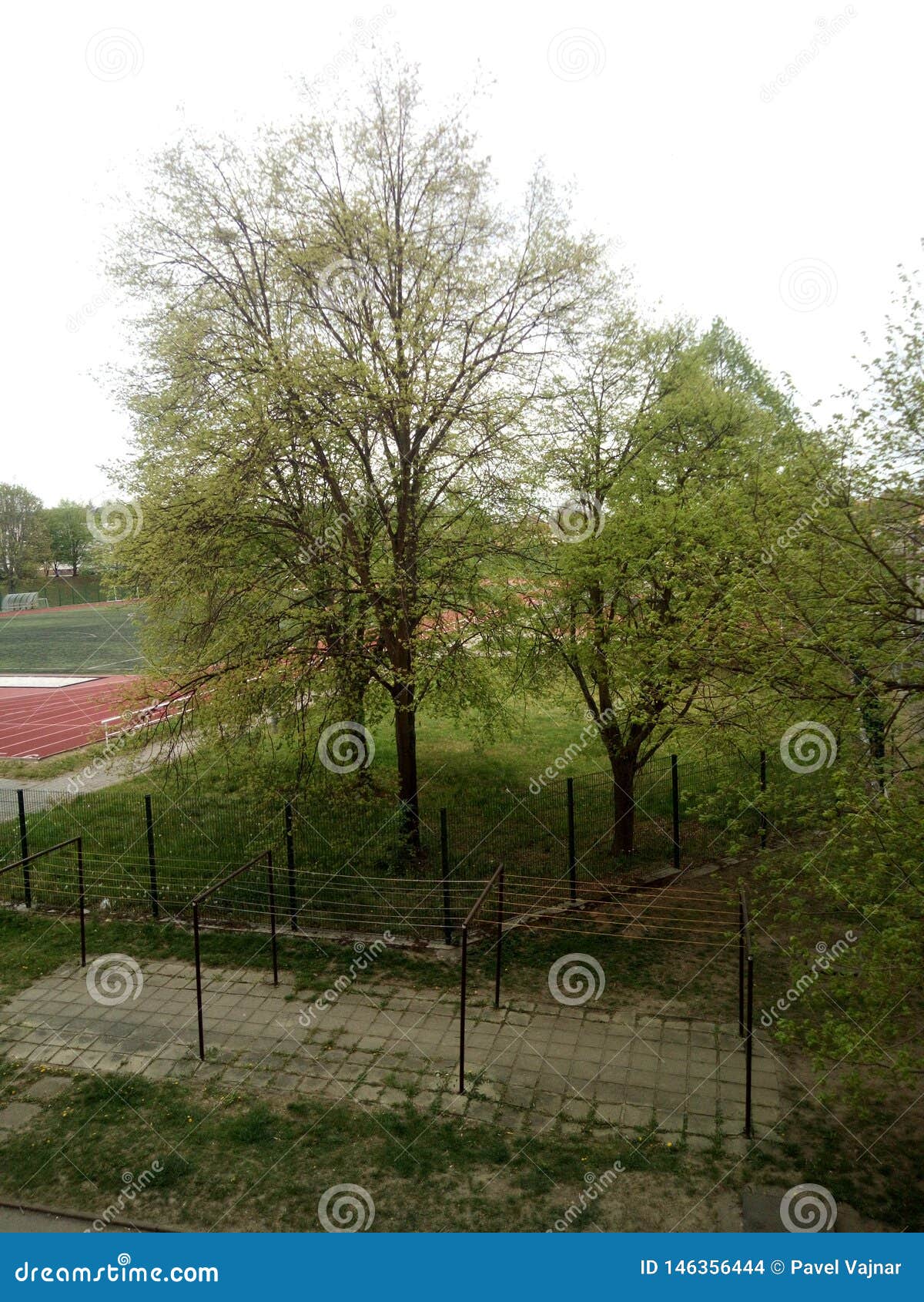 Linden stock photo. Image of park, forest, spring, tree - 146356444