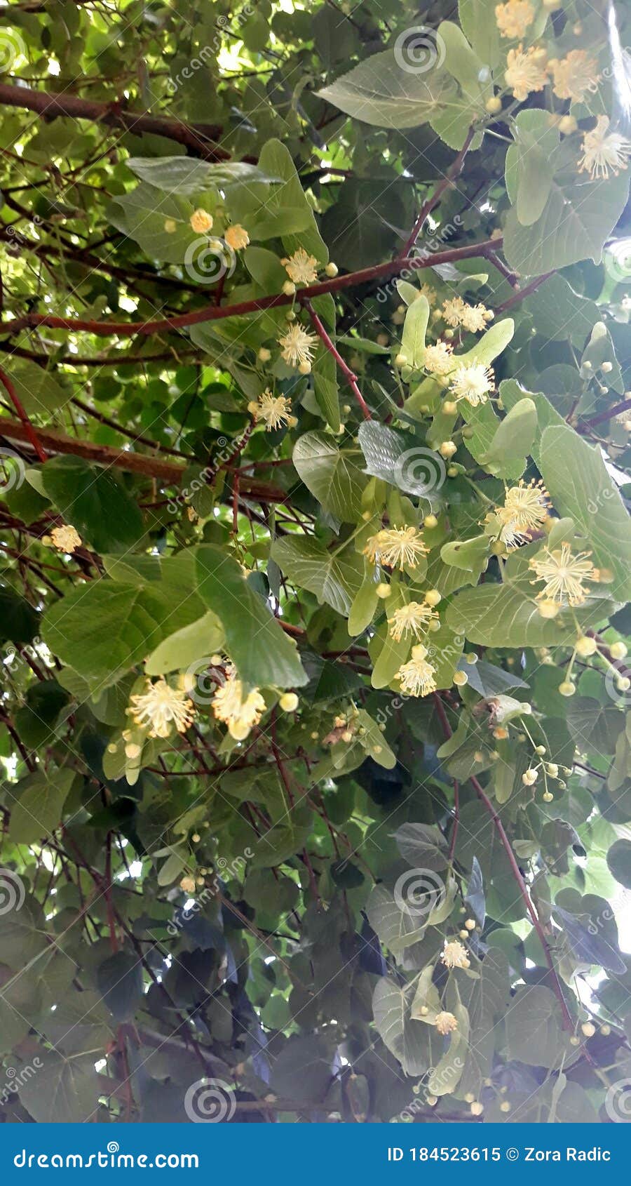 Linden tree stock image. Image of green, flowers, tree - 184523615