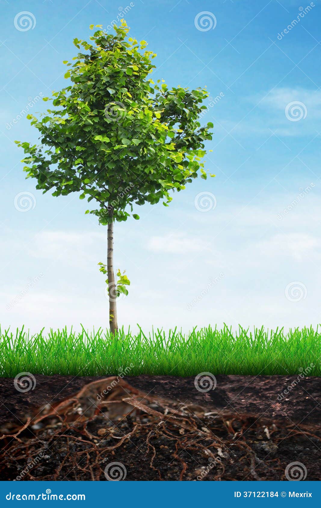 Linden tree growth stock photo. Image of outdoors, farm - 37122184