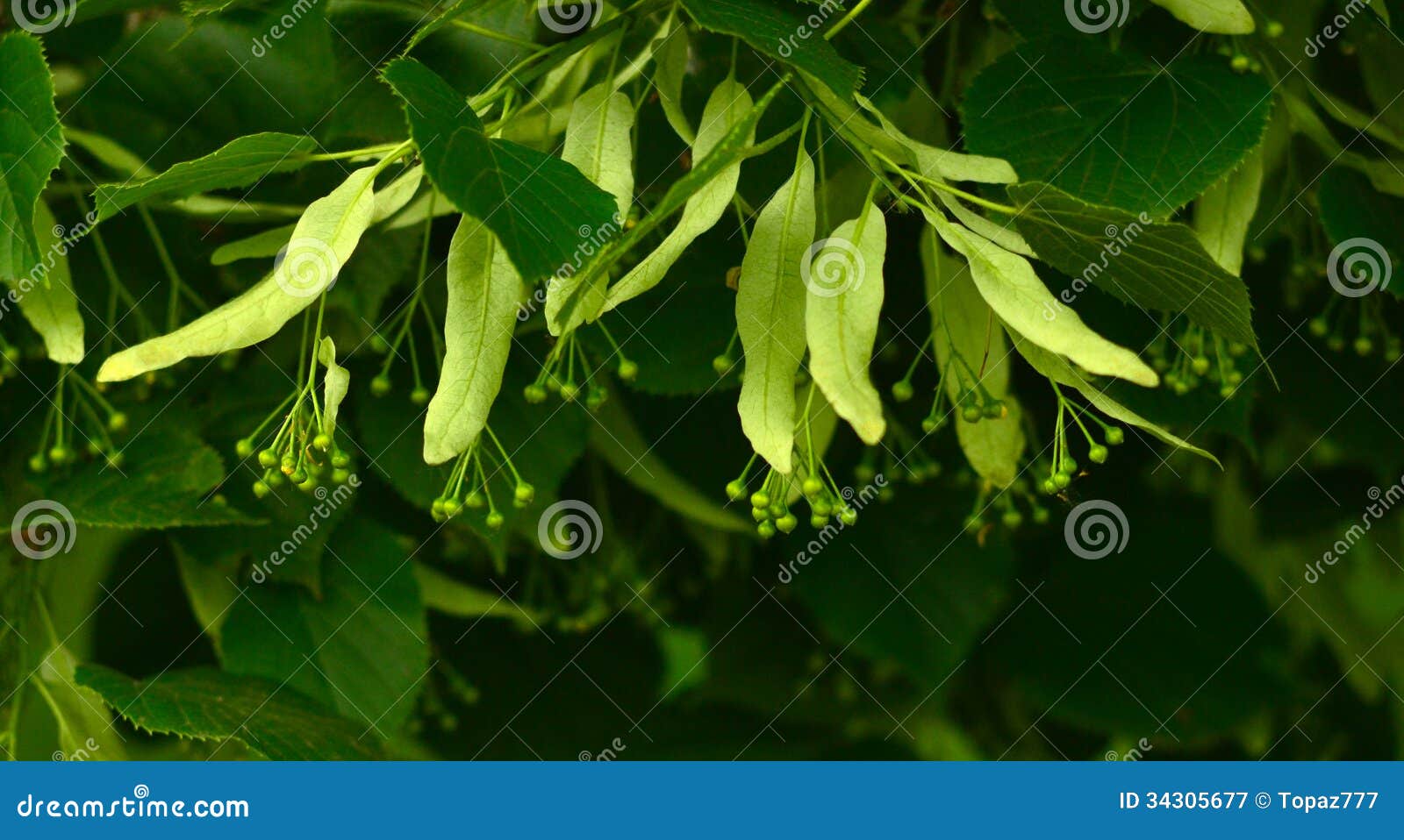 Linden tree stock image. Image of outdoors, fresh, lush - 34305677