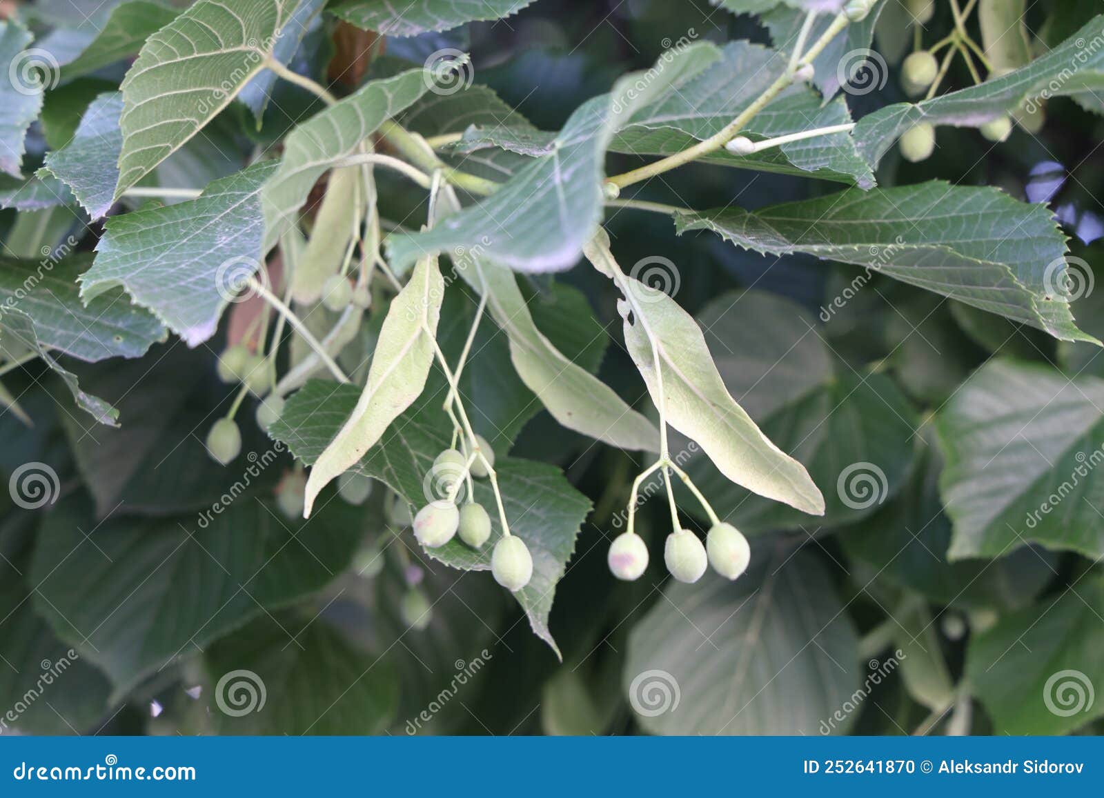 Linden Tree Seeds Closeup on Green Leaves Background. Stock Photo ...