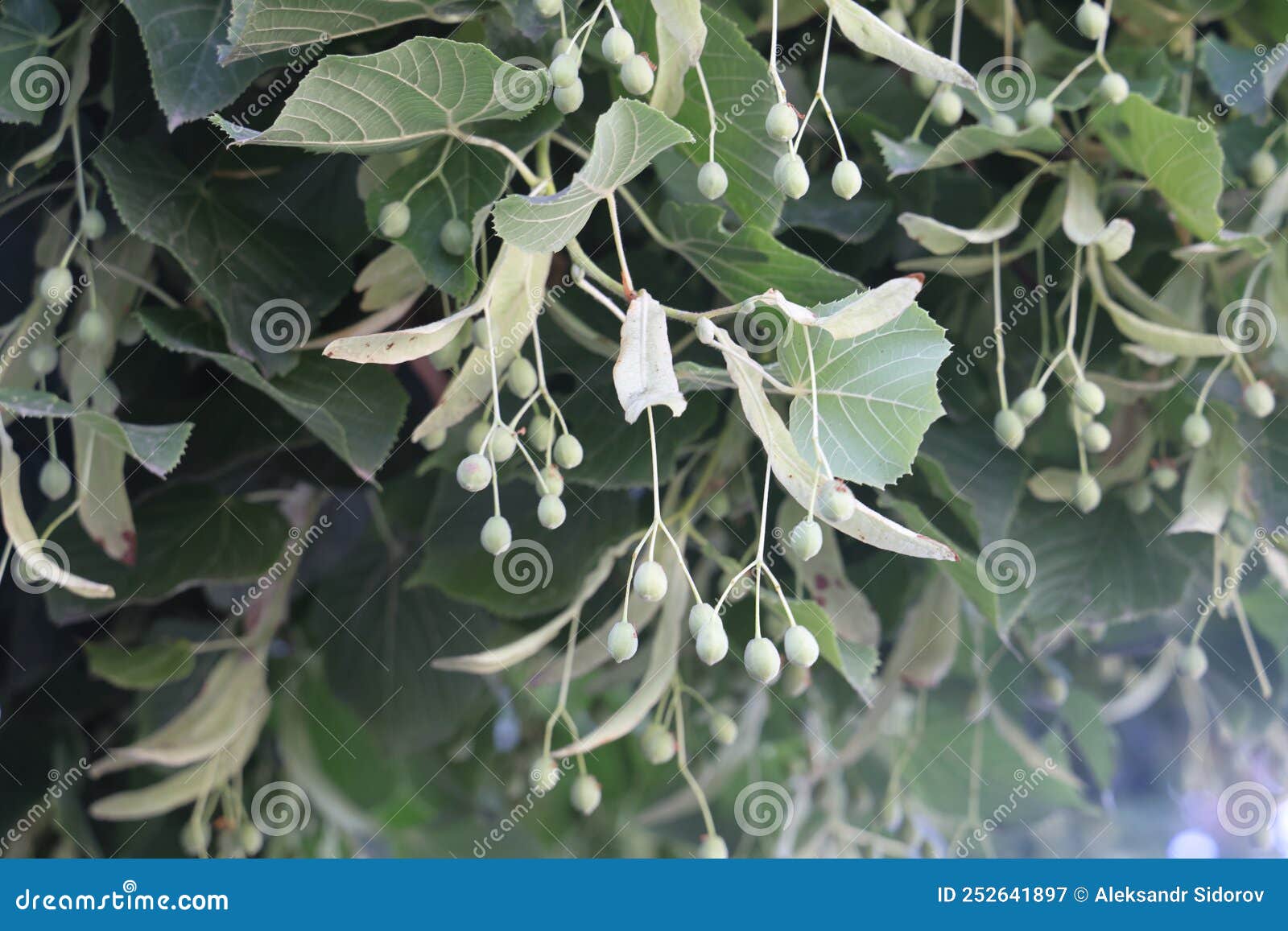 Linden Tree Seeds Closeup on Green Leaves Background. Stock Image ...