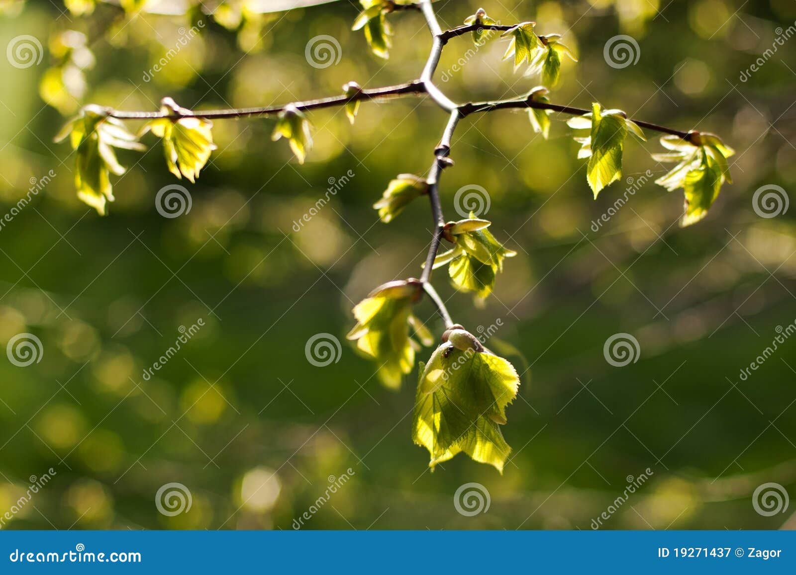 Linden tree in spring stock image. Image of close, renew - 19271437