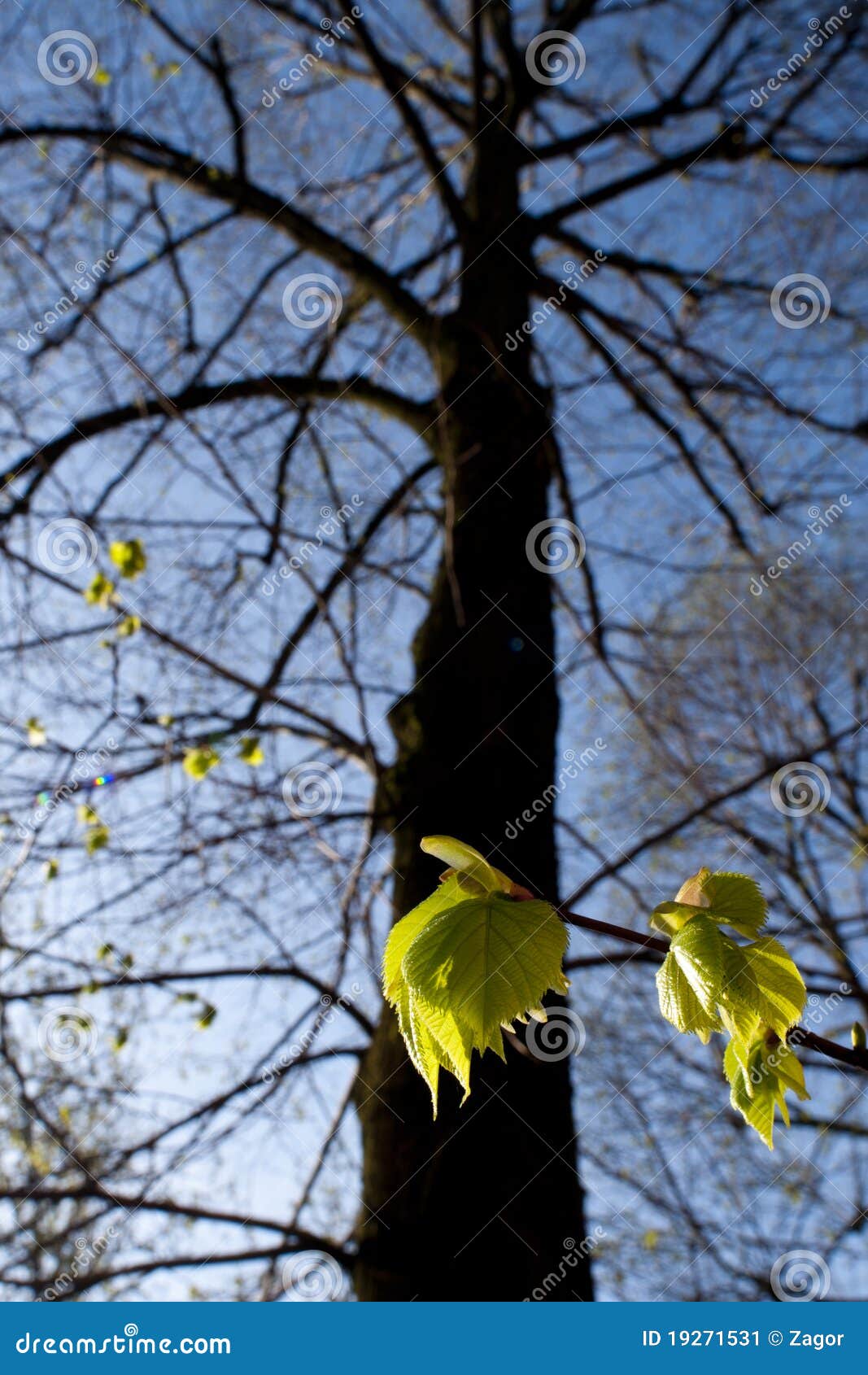 Linden tree in spring stock image. Image of linden, spring - 19271531