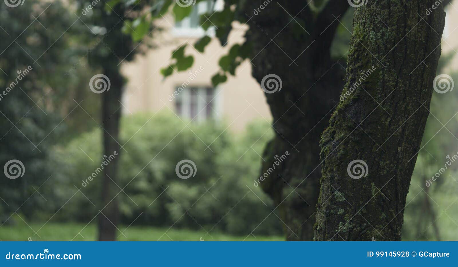 Linden Tree Under Rain Closeup Stock Photo - Image of leaves, natural ...