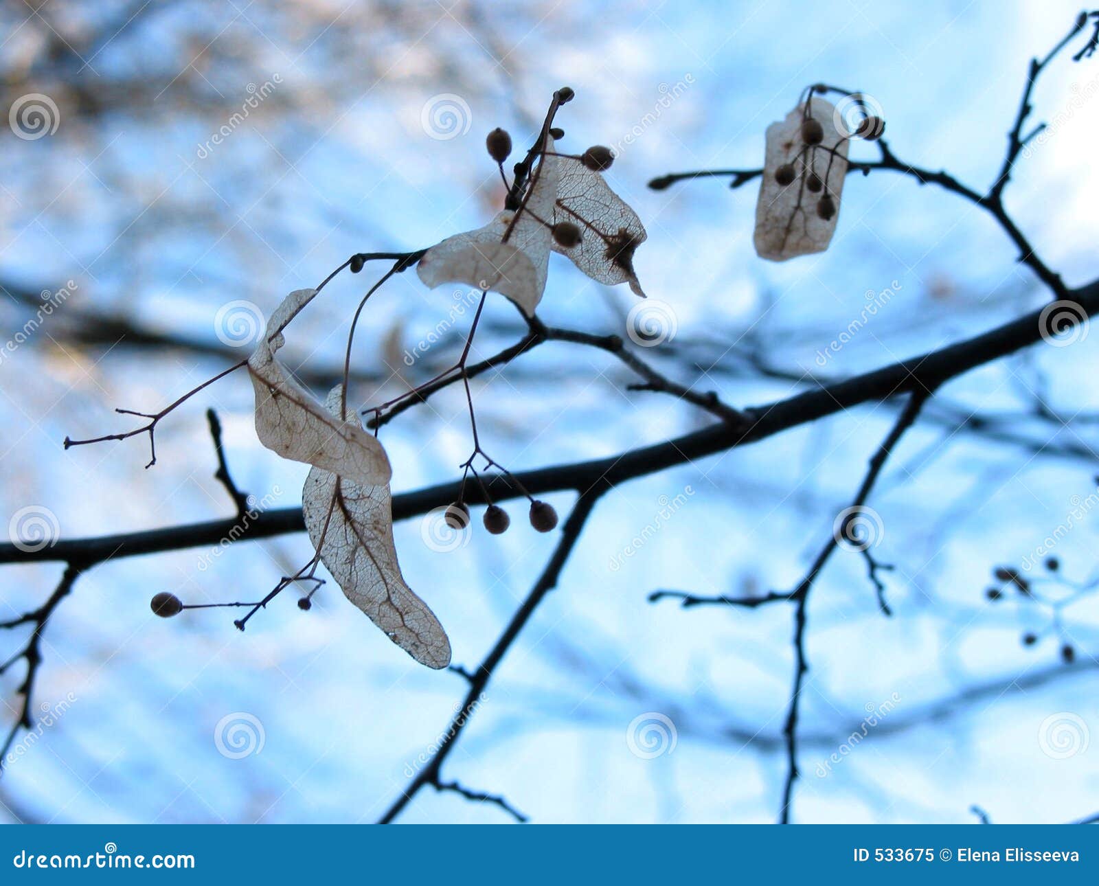 Linden tree in winter stock image. Image of plant, trees - 533675