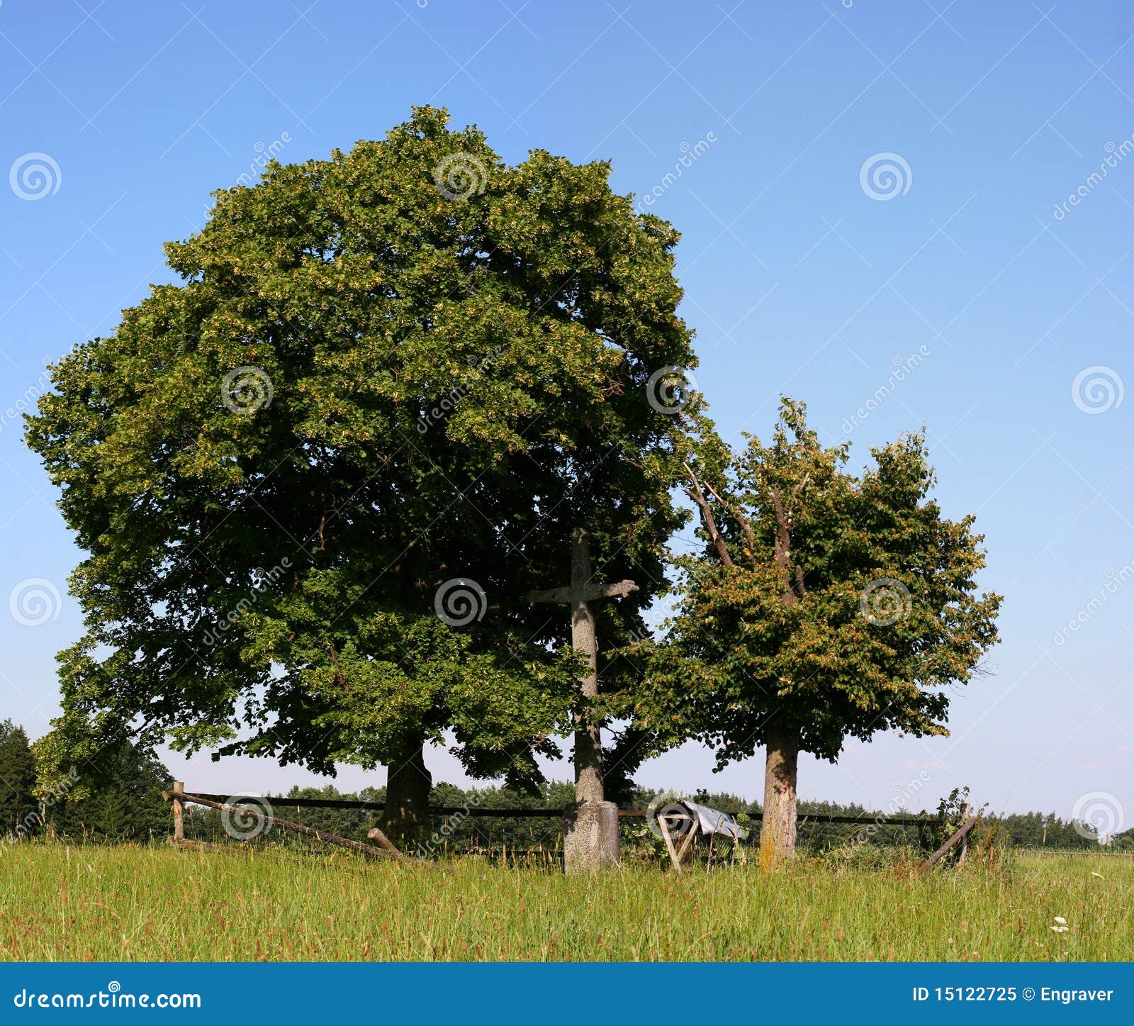 Linden Trees Royalty-Free Stock Photography | CartoonDealer.com #32654783