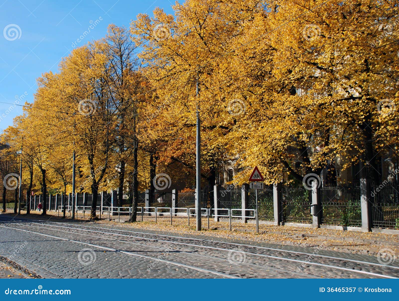 Linden trees in autumn stock image. Image of metal, wood - 36465357