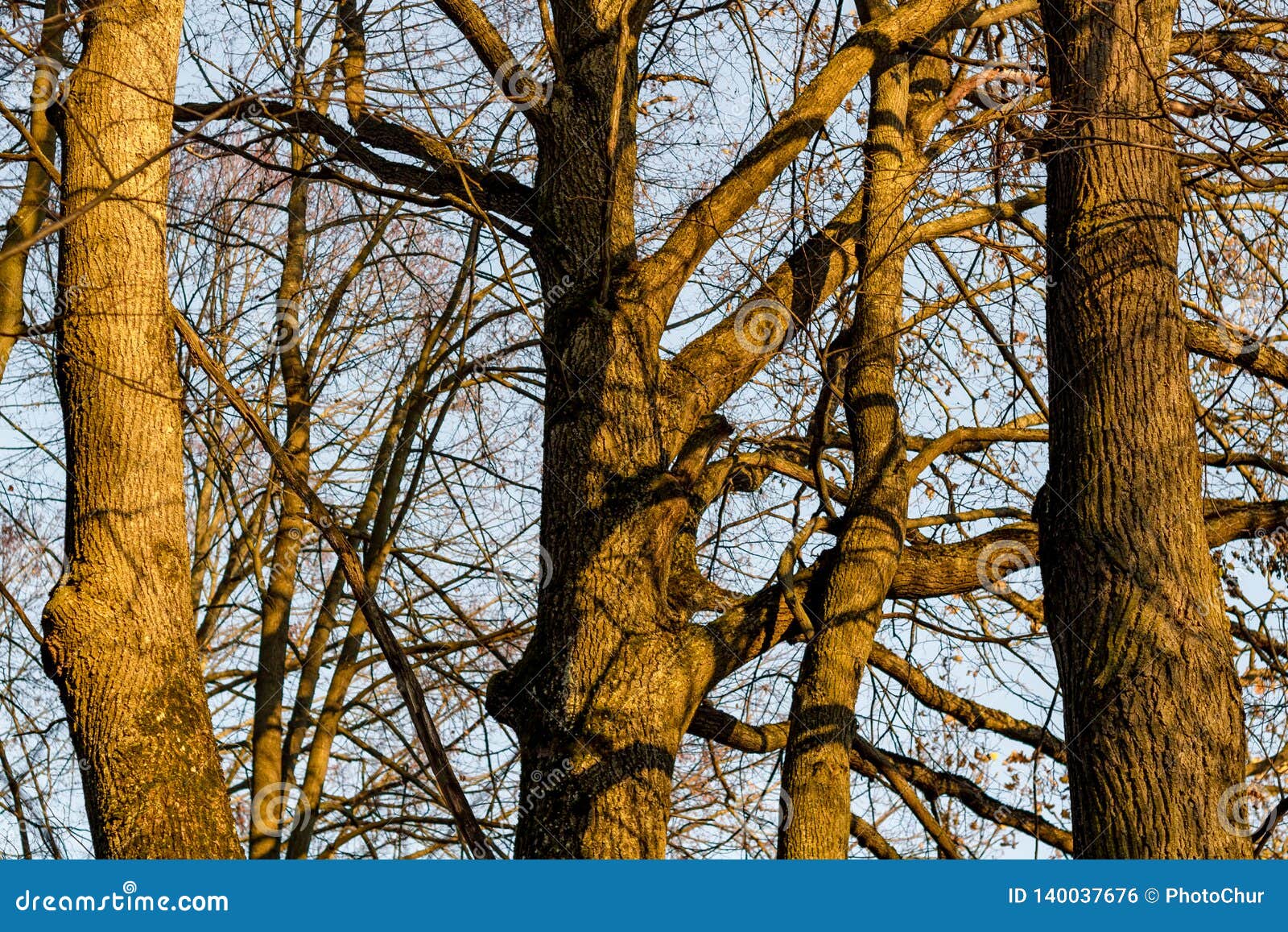 Linden Forest, Abandoned Park Stock Photo - Image of planting, linden ...