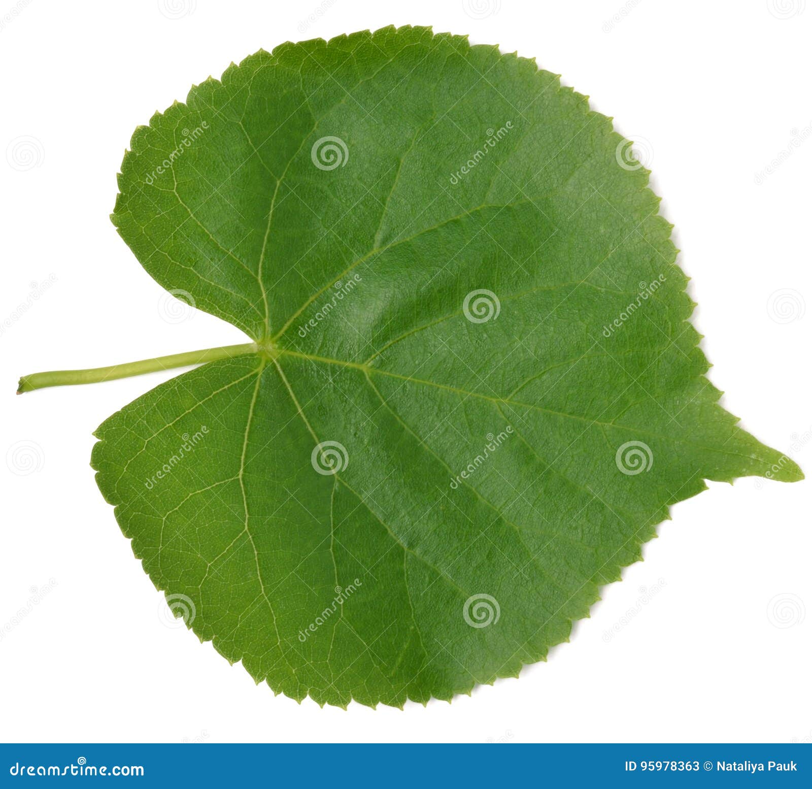 Lindenblatt stockbild. Bild von botanik, inneres, geformt - 95978363