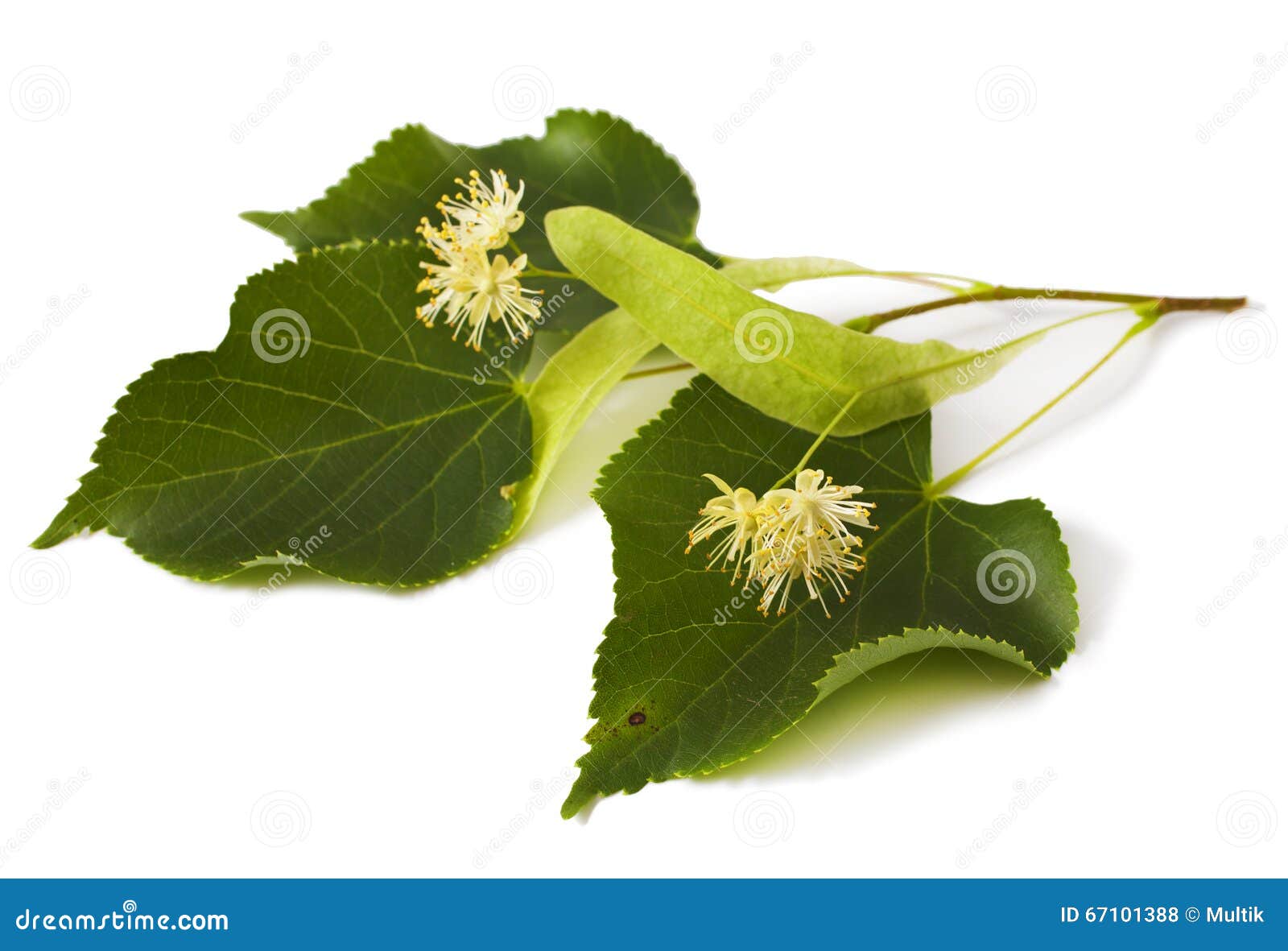 Lindenblatt mit Blumen stockfoto. Bild von nave, blüte - 67101388