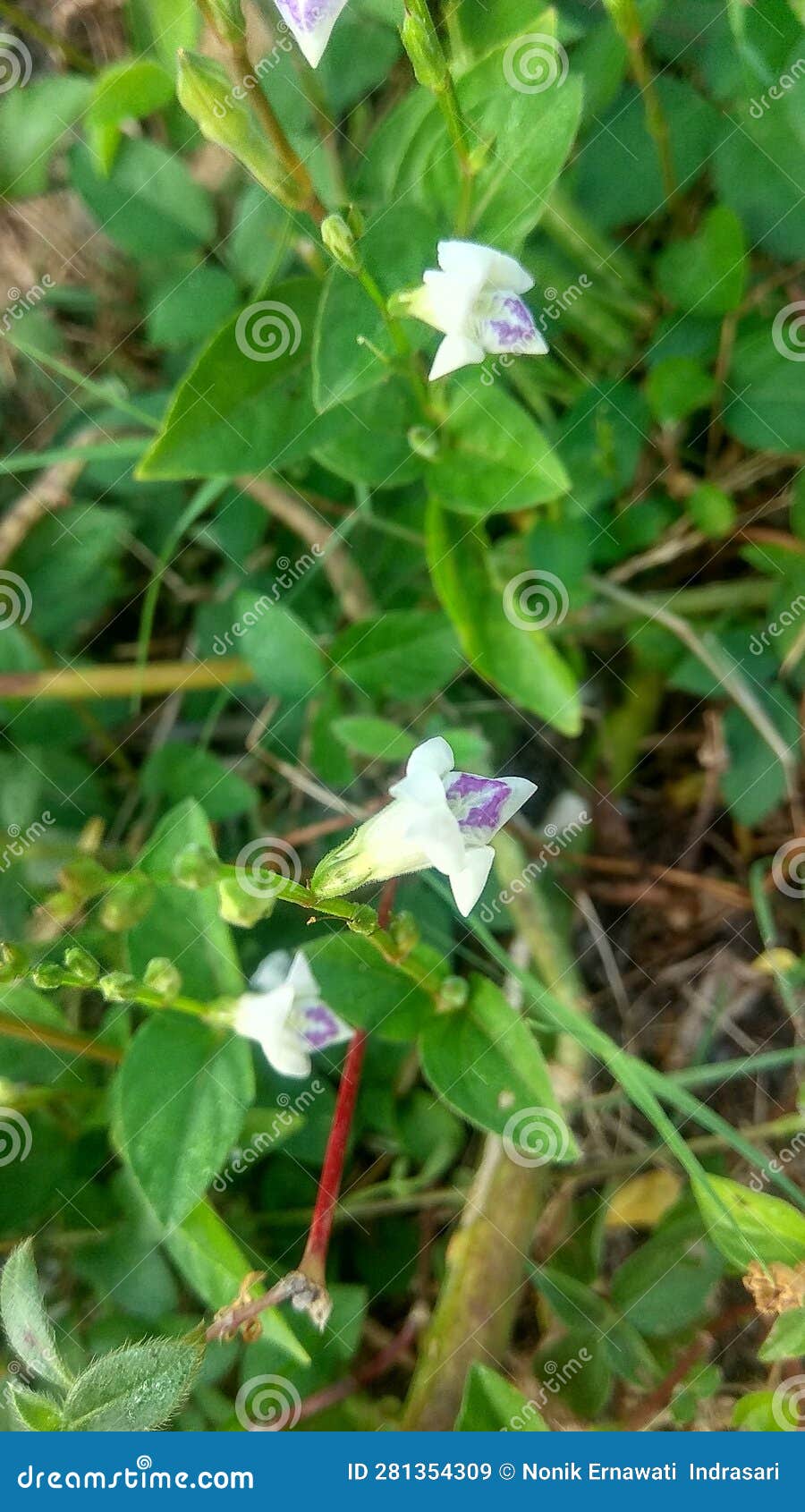 Lindernia Procumben, Flower, Bloom, Blosom Stock Image - Image of ...