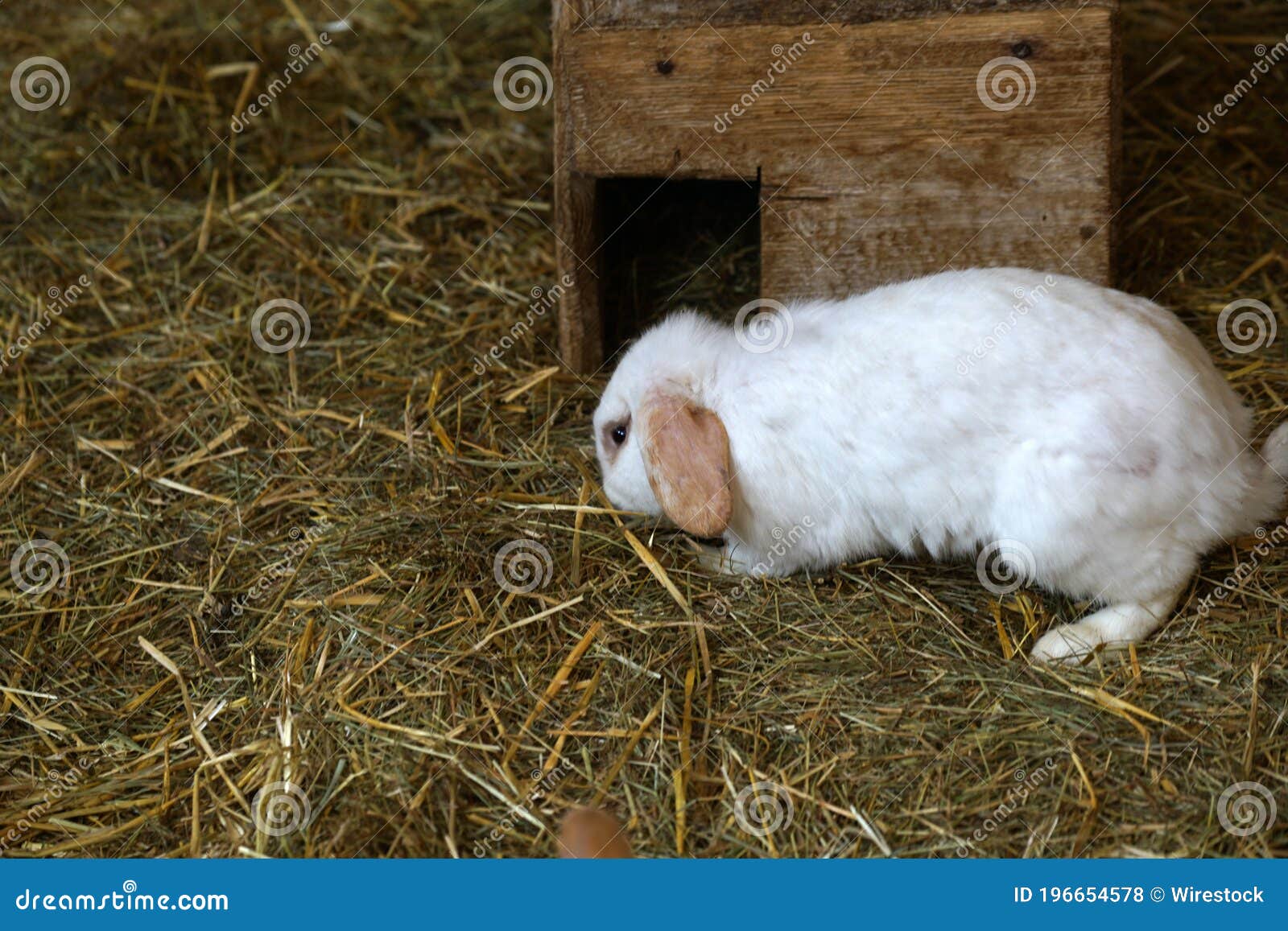 Lindo Conejo Blanco Comiendo Pasto Seco Foto de archivo - Imagen de ...