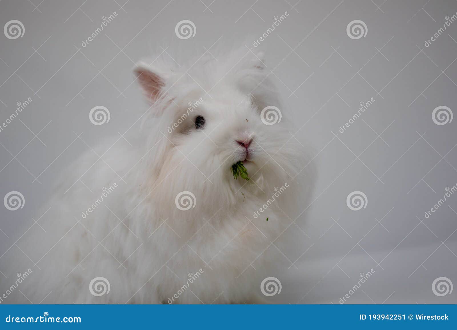 Lindo Conejo Blanco Comiendo Pasto Imagen de archivo - Imagen de comer ...