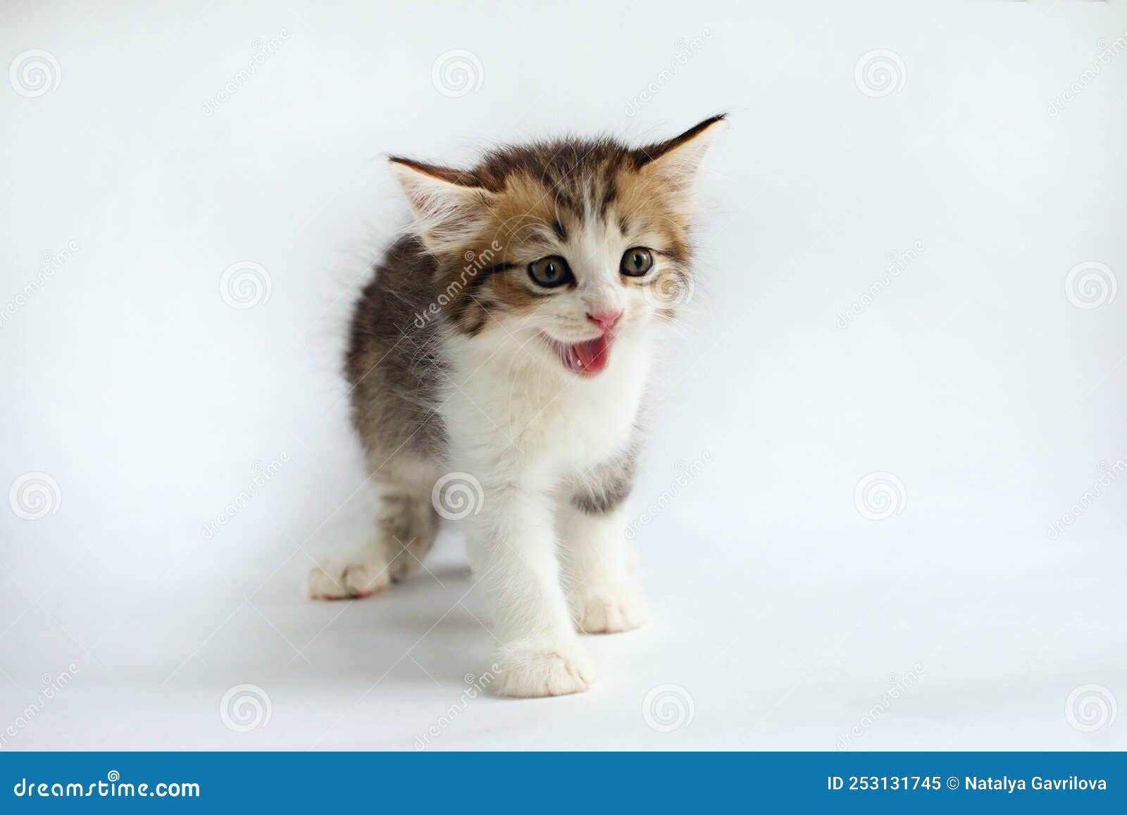 Lindo Gatito Con Fondo Blanco Imagen de archivo - Imagen de gatito, divertido: 253131745