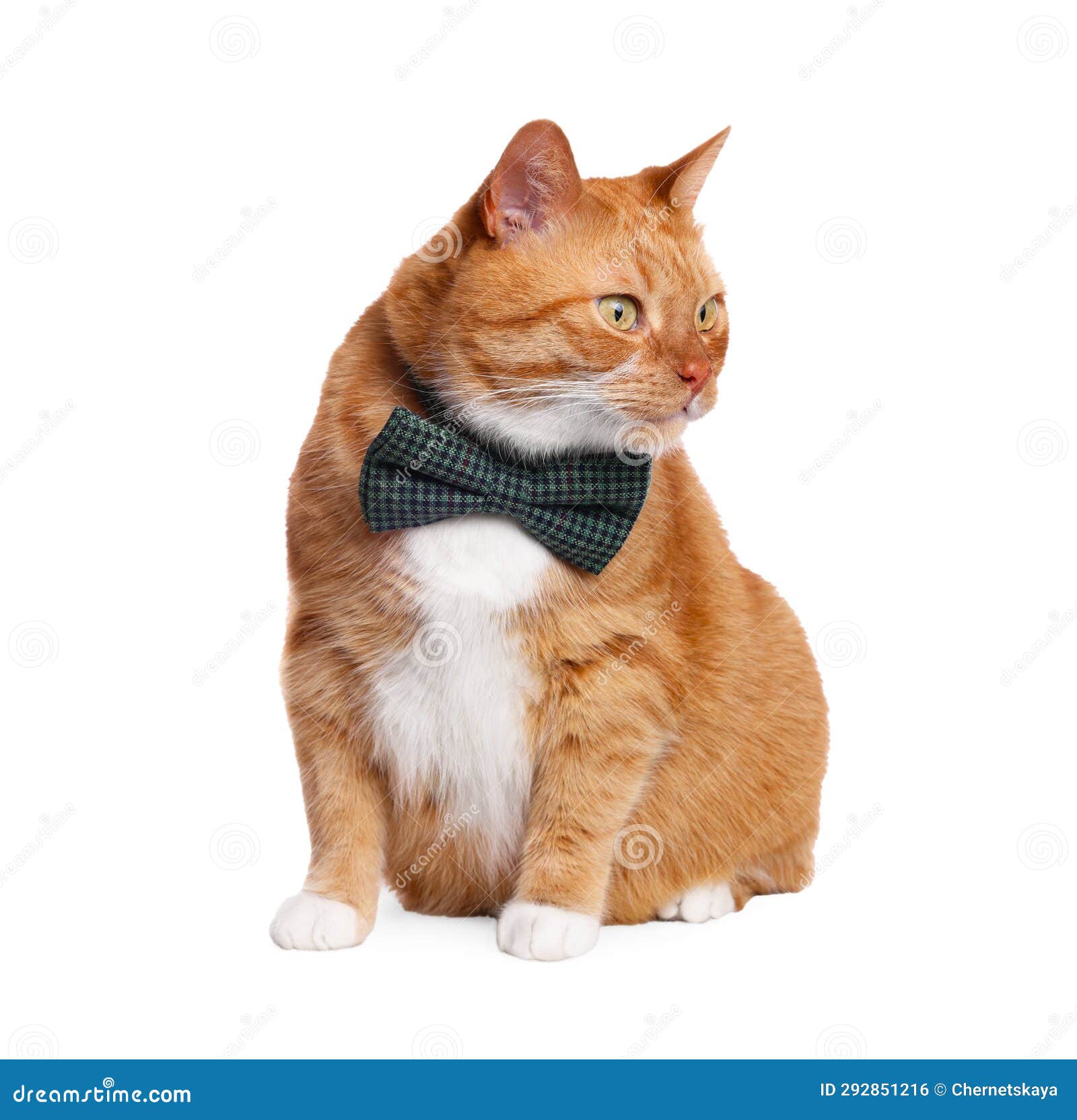 Lindo Gato Con Corbata De Arco Aislado En Blanco Foto de archivo ...