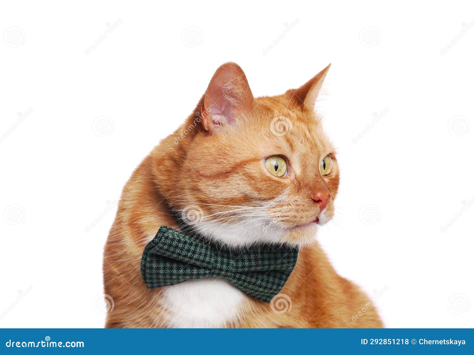 Lindo Gato Con Corbata De Arco Aislado En Blanco Foto de archivo ...