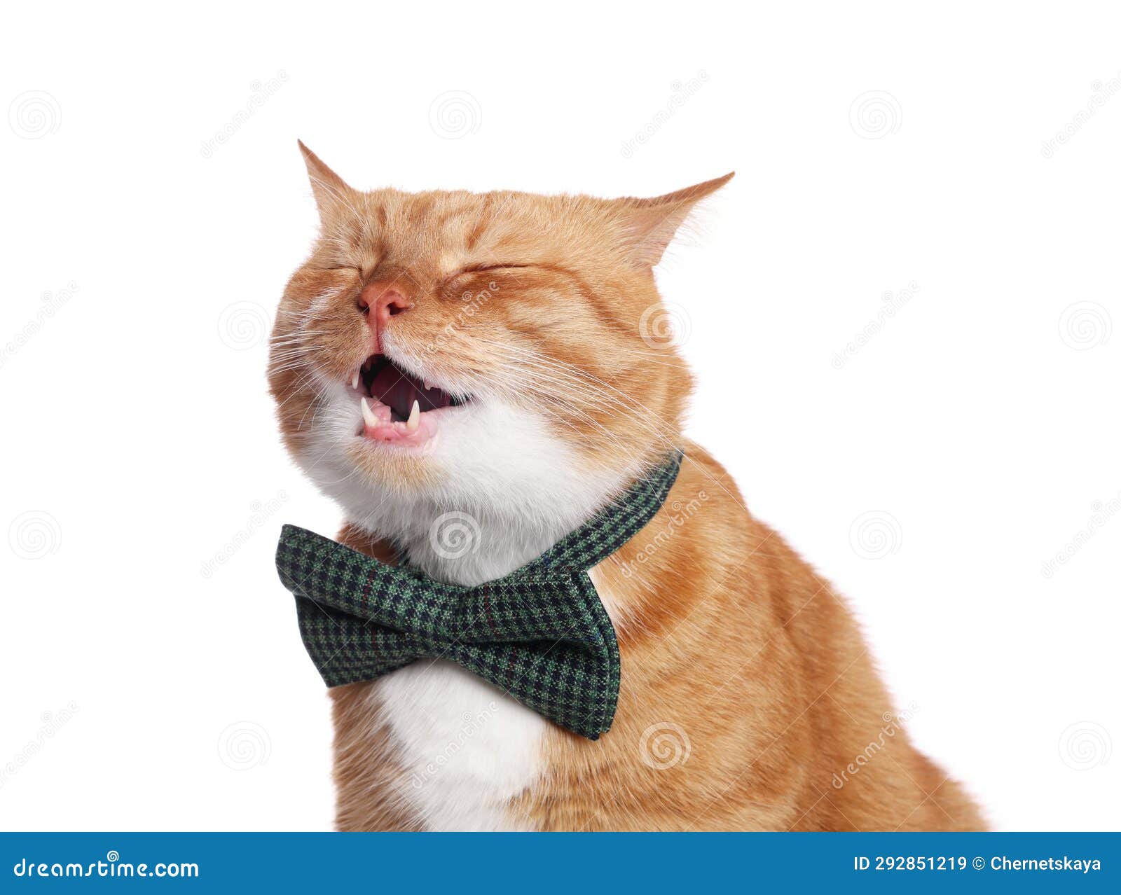 Lindo Gato Con Corbata De Arco Aislado En Blanco Imagen de archivo ...