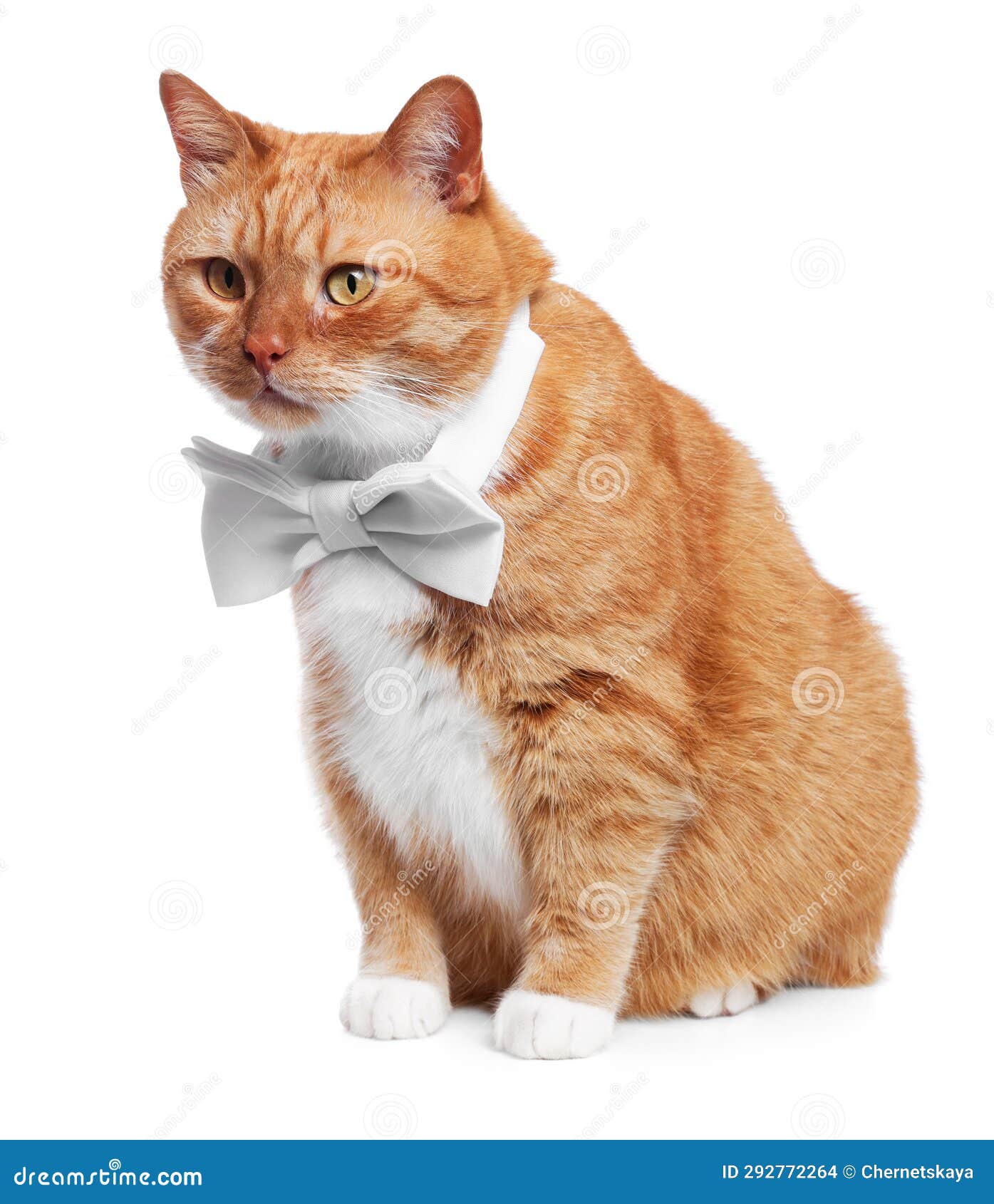 Lindo Gato Con Corbata En El Fondo Blanco Foto de archivo - Imagen de ...