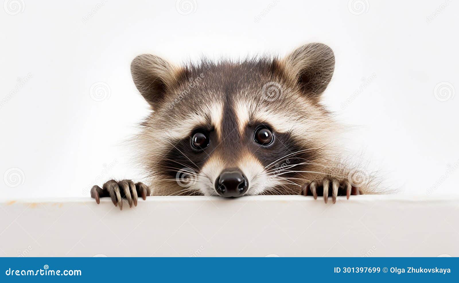 Lindo Mapache Sobre Fondo Blanco Stock de ilustración - Ilustración de ...