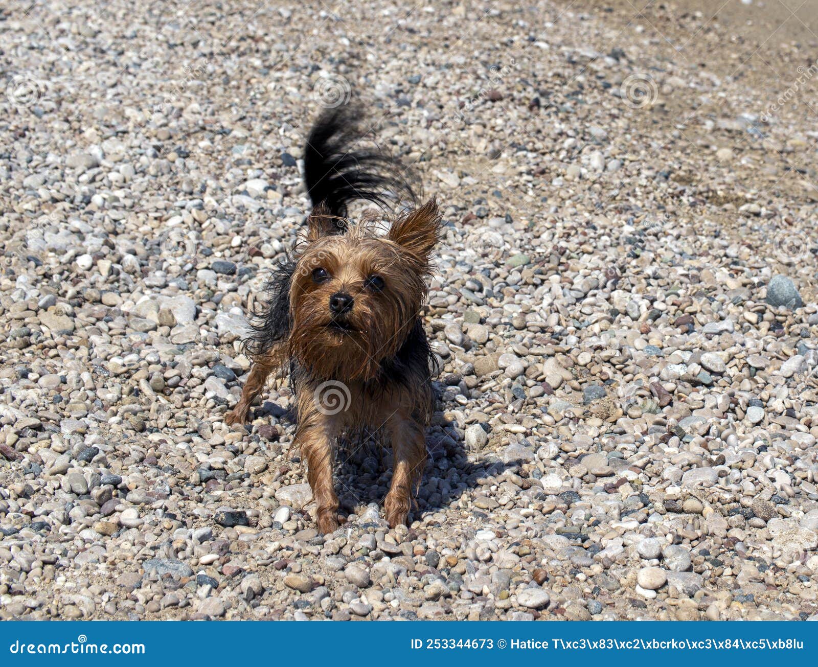 Lindo Perro Aterrador En La Playa. Imagen de archivo - Imagen de fondo ...