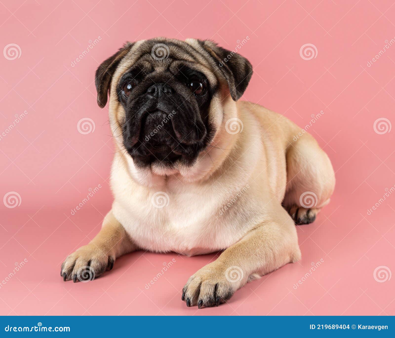 Lindo Perro Pug Sentado Sobre Fondo Rosa Foto de archivo - Imagen de ...