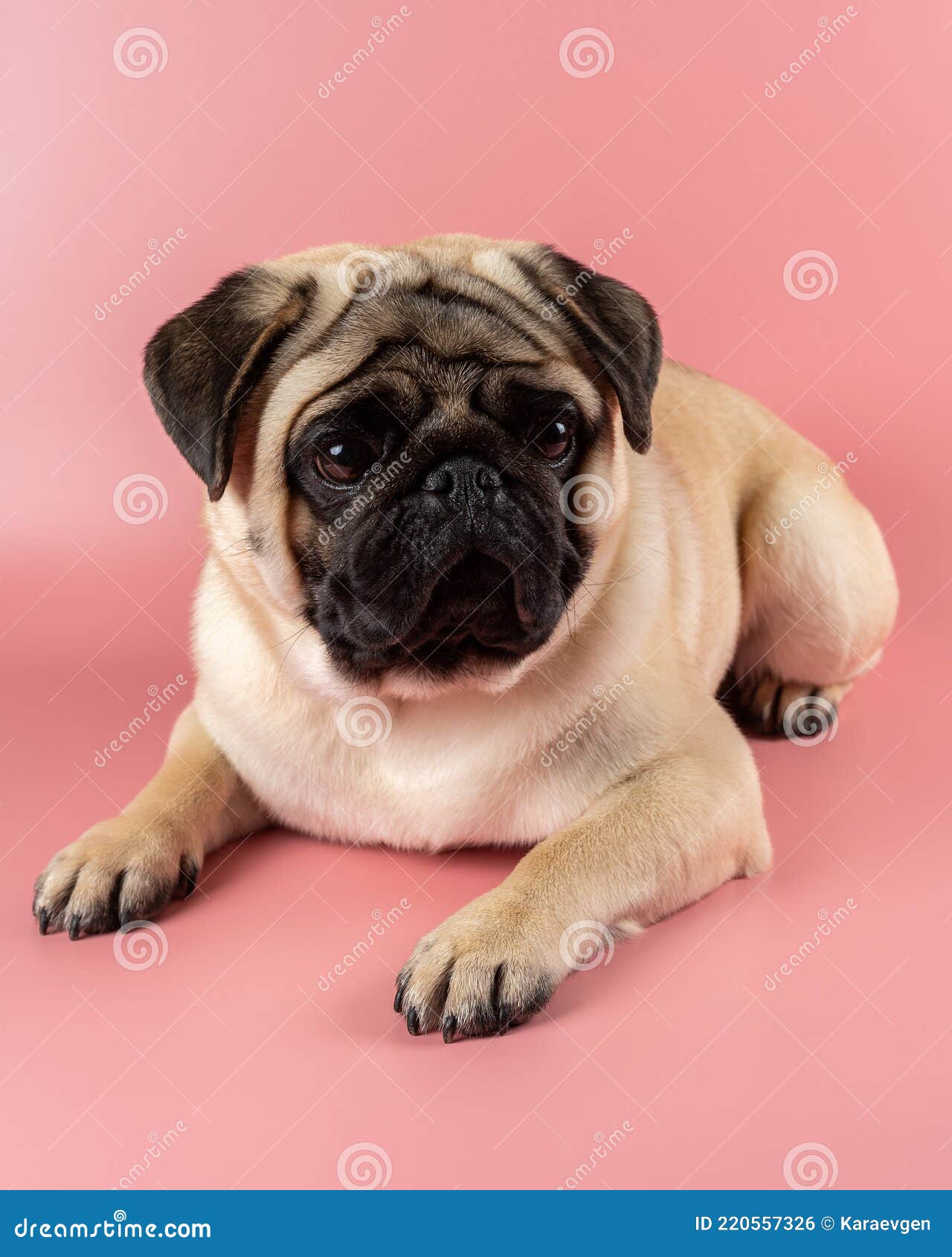 Lindo Perro Pug Sentado Sobre Fondo Rosa Foto de archivo - Imagen de ...
