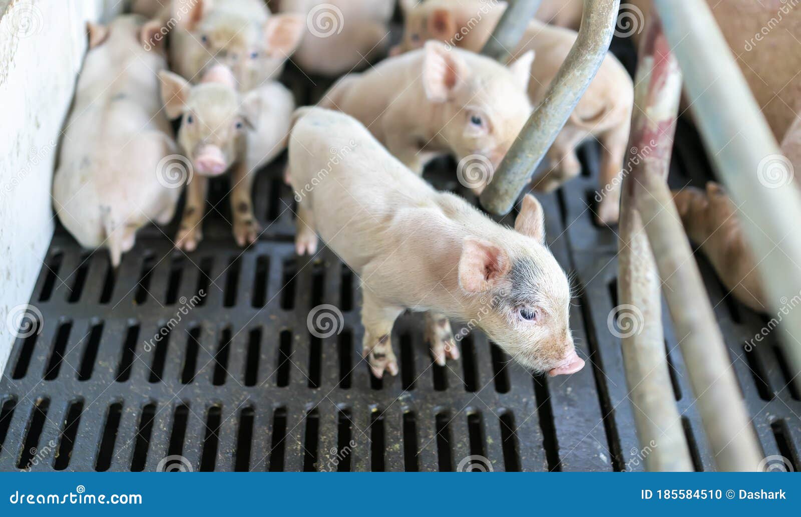 Lindos lechones foto de archivo. Imagen de recinto, raro - 185584510