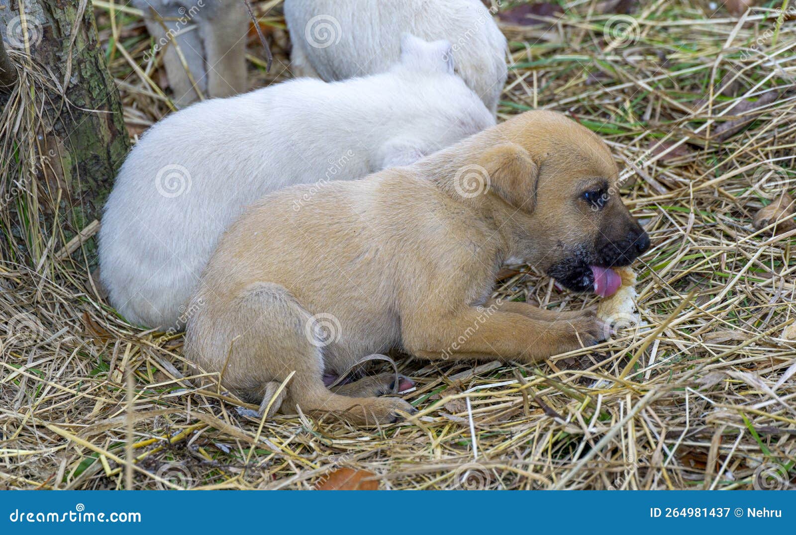 Lindos Perros Callejeros Sin Hogar Hambrientos Comiendo Pan Imagen de ...