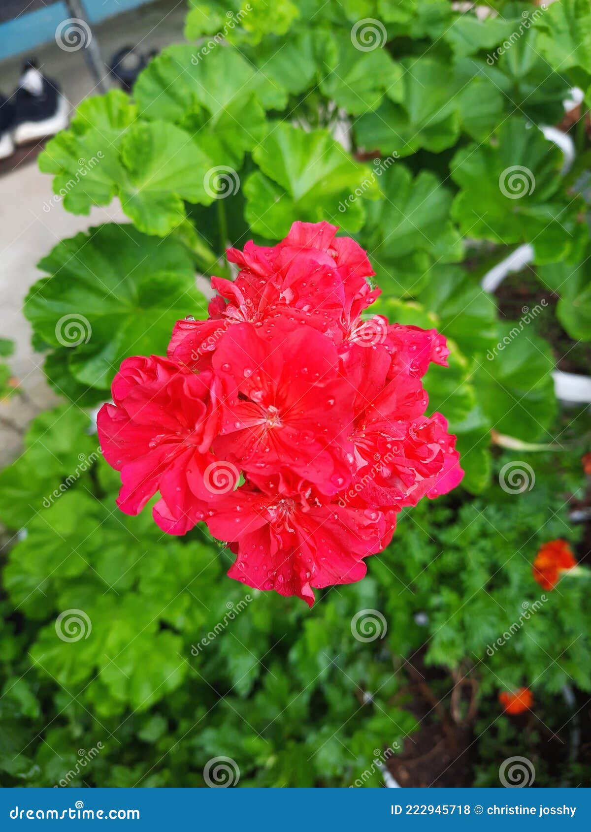 Lindos Tipos De Flores Rojas Foto de archivo - Imagen de hermoso, rojo ...