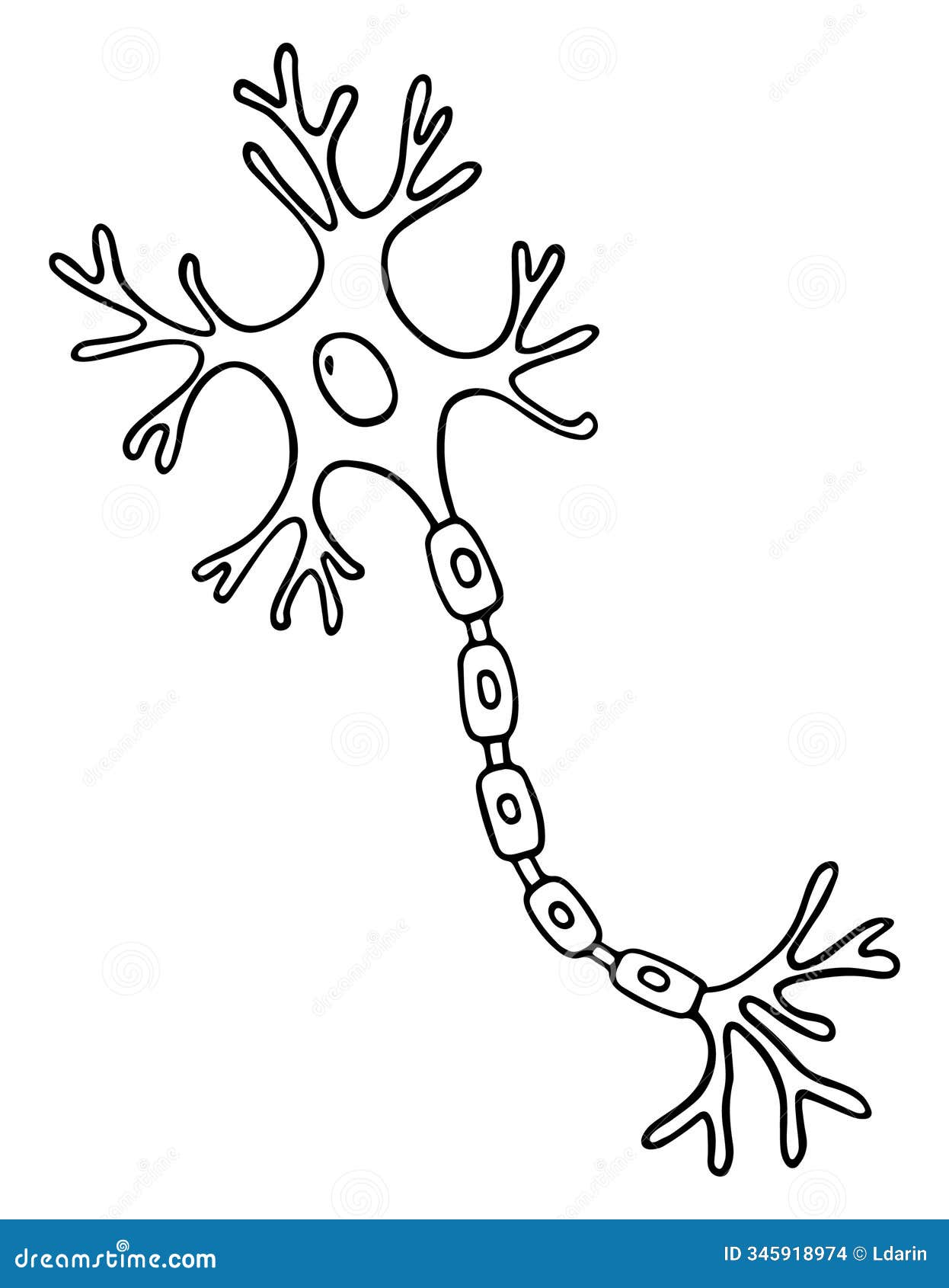 Vector Outline Illustration of Neuron Anatomy. Doodle Style. Stock ...
